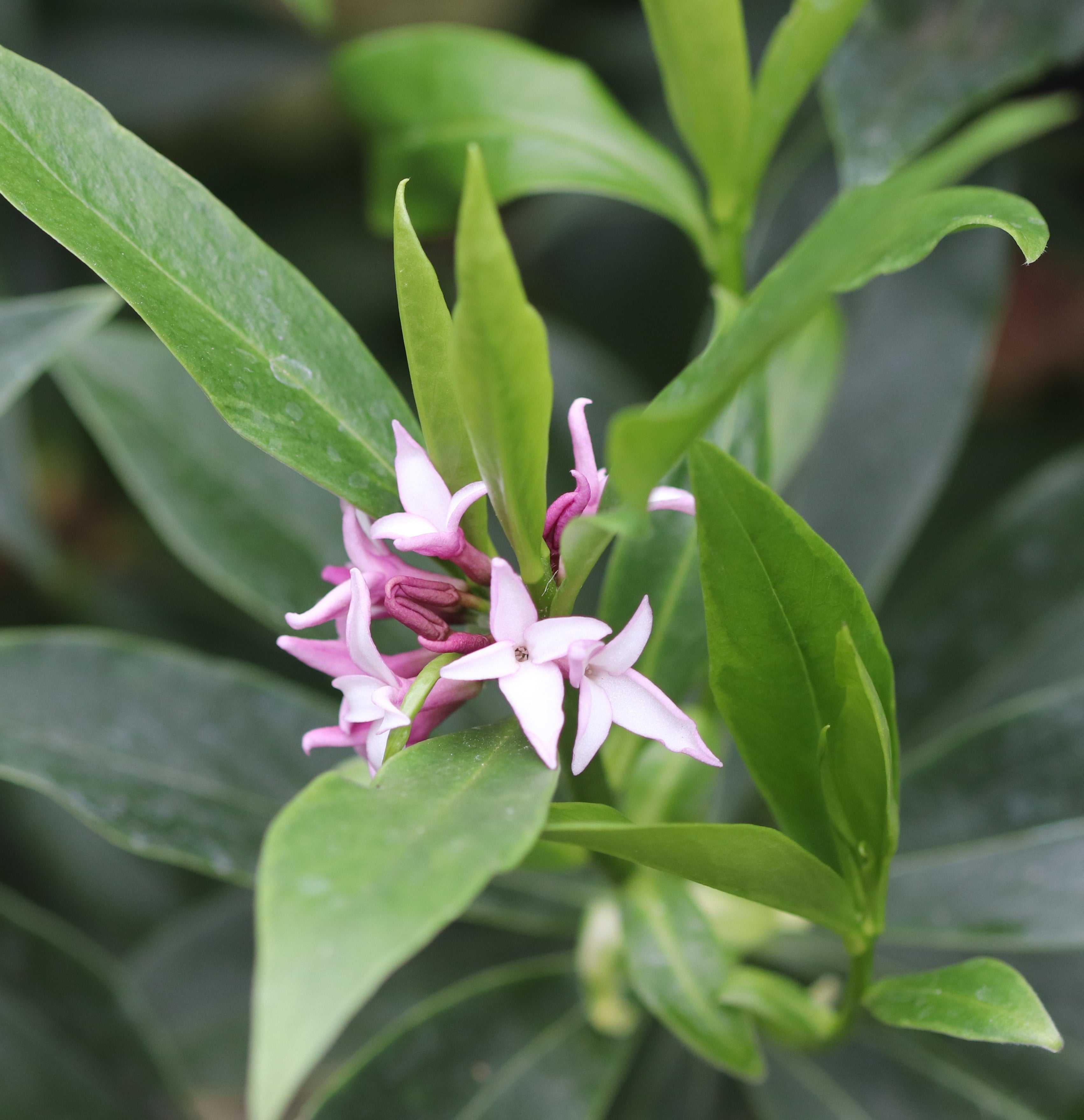 *RETAIL - Daphne 'Perfume Princess' TM [pink] – Cistus Nursery