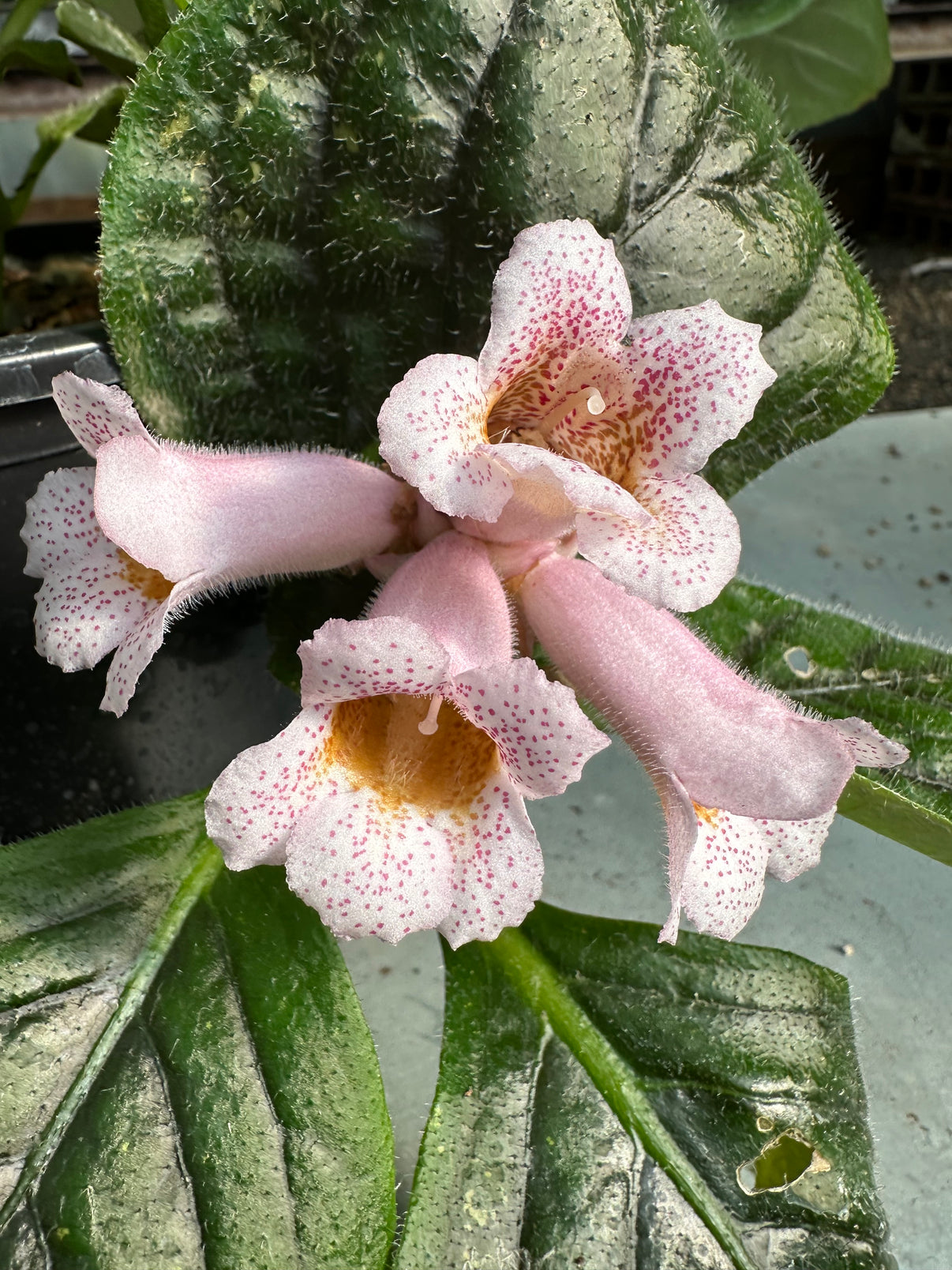 Hemiboea subacaulis var. jiangxiensis 'Jiangxi Bells' – Cistus Nursery