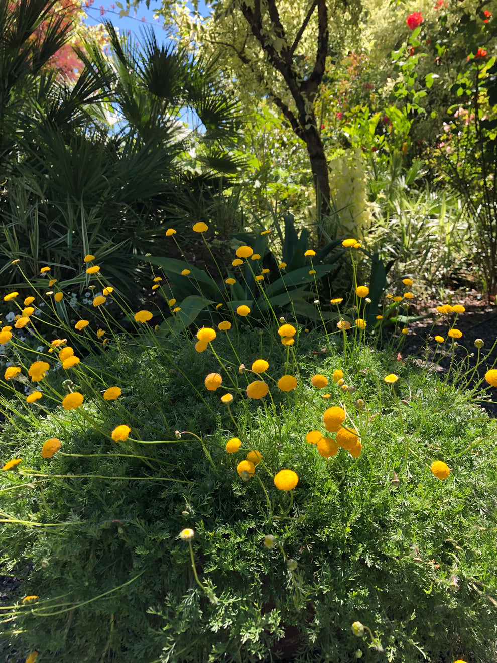 *RETAIL - Cotula 'Tiffindell Gold' – Cistus Nursery