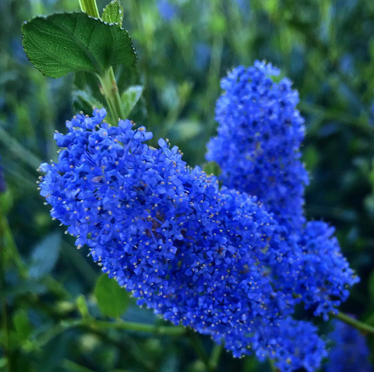Ceanothus thyrsiflorus 'Oregon Missed' – Cistus Nursery