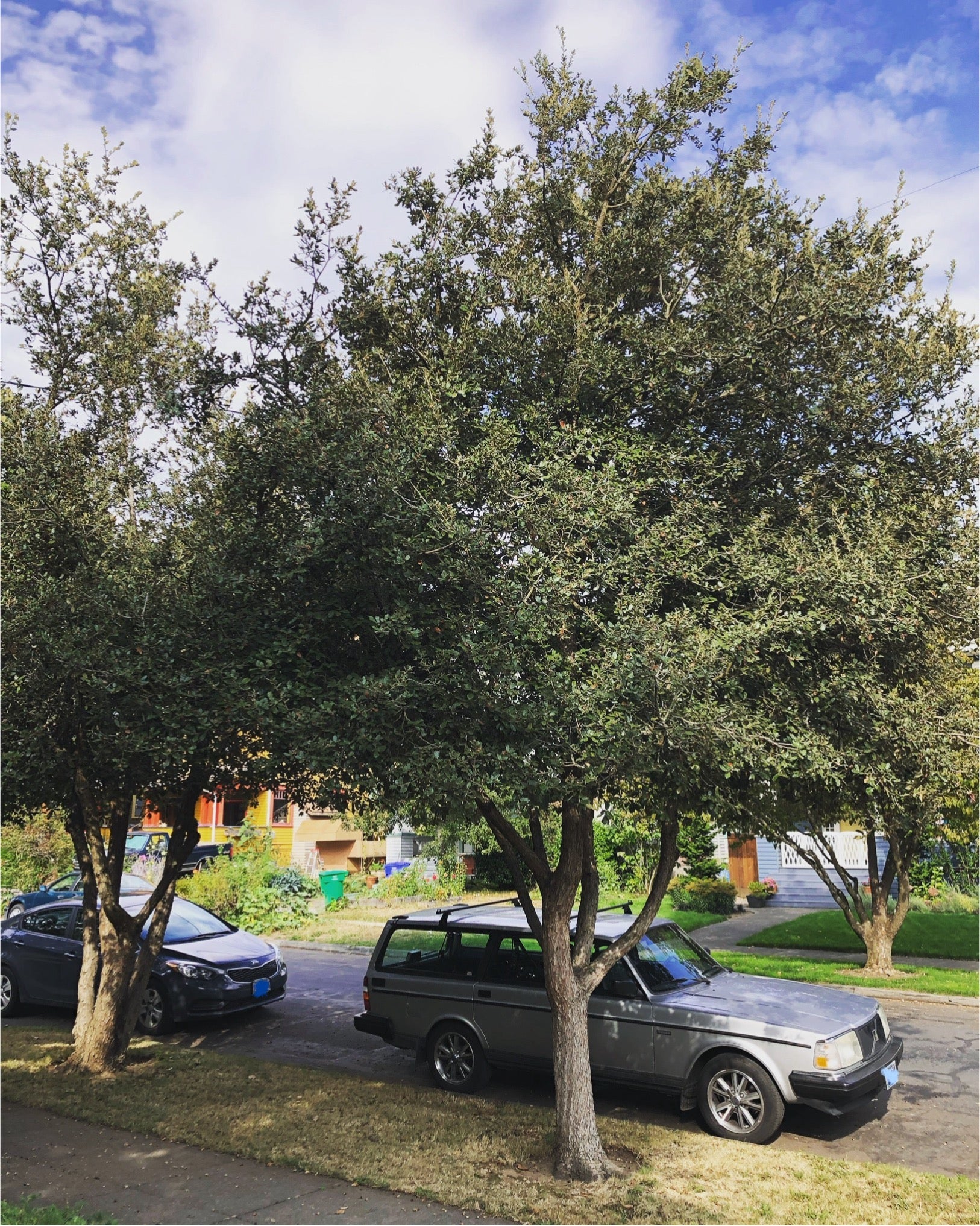 Trees – Cistus Nursery