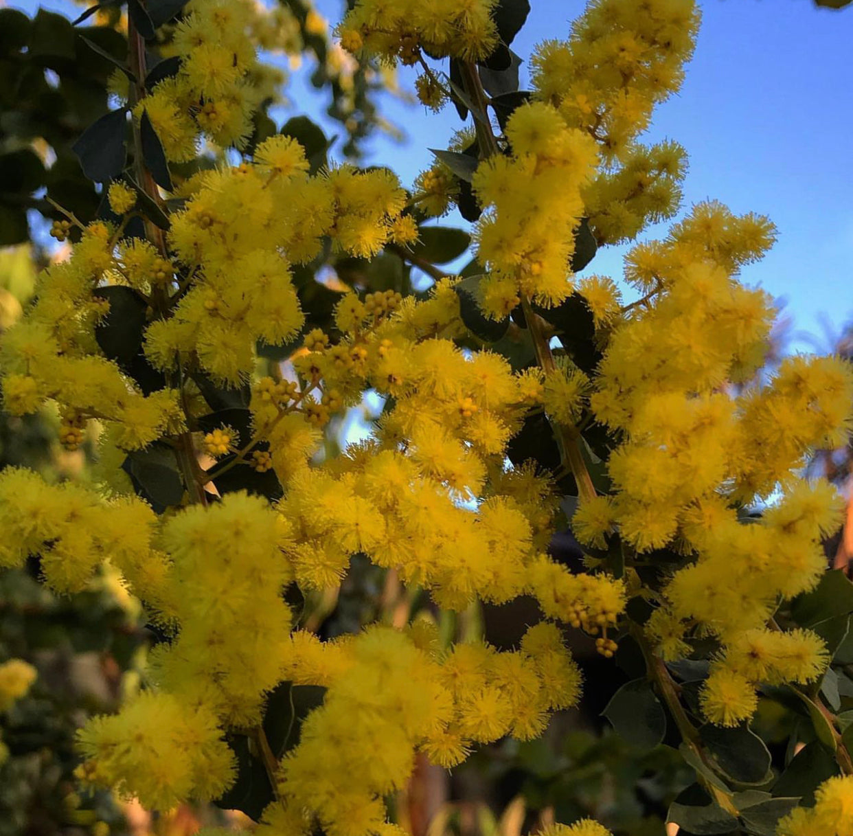 Shop All Mail Order Plants – Cistus Nursery