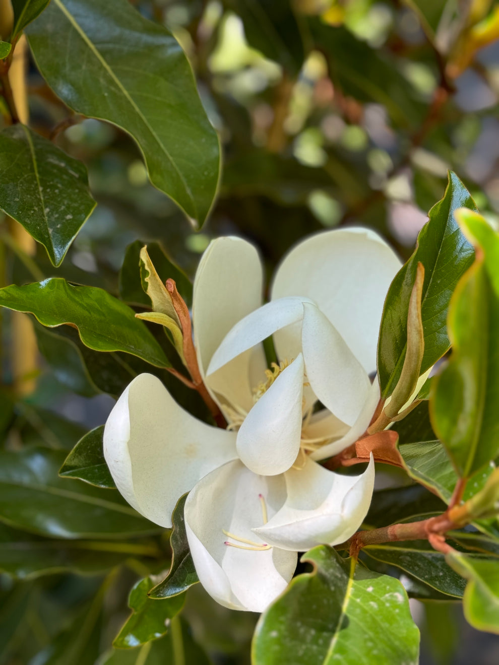 *RETAIL - Magnolia grandiflora 'Kay Parris' – Cistus Nursery