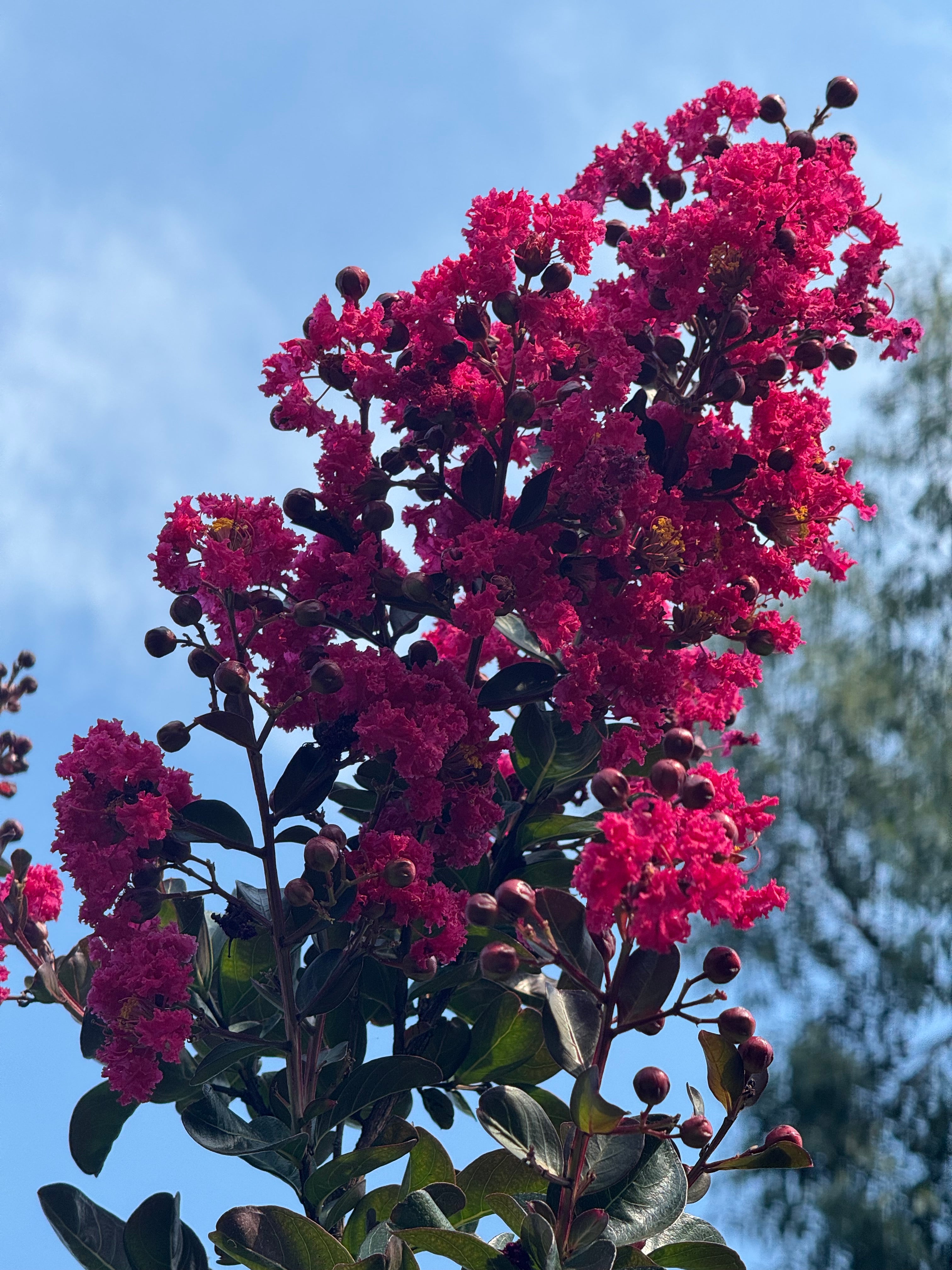 *RETAIL - Lagerstroemia 'Pink Velour' - standard – Cistus Nursery