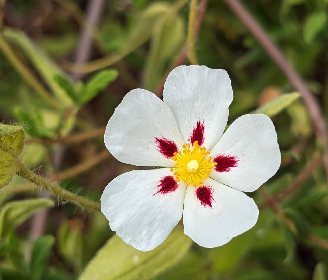 *RETAIL - Cistus x 'Christopher Gable' – Cistus Nursery