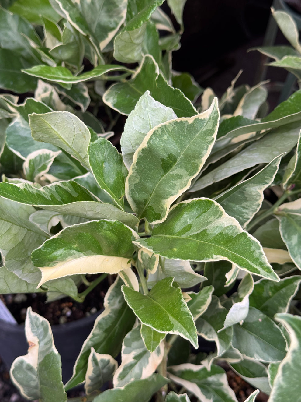 *RETAIL - Citrus x limon 'Variegated Pink Eureka' – Cistus Nursery