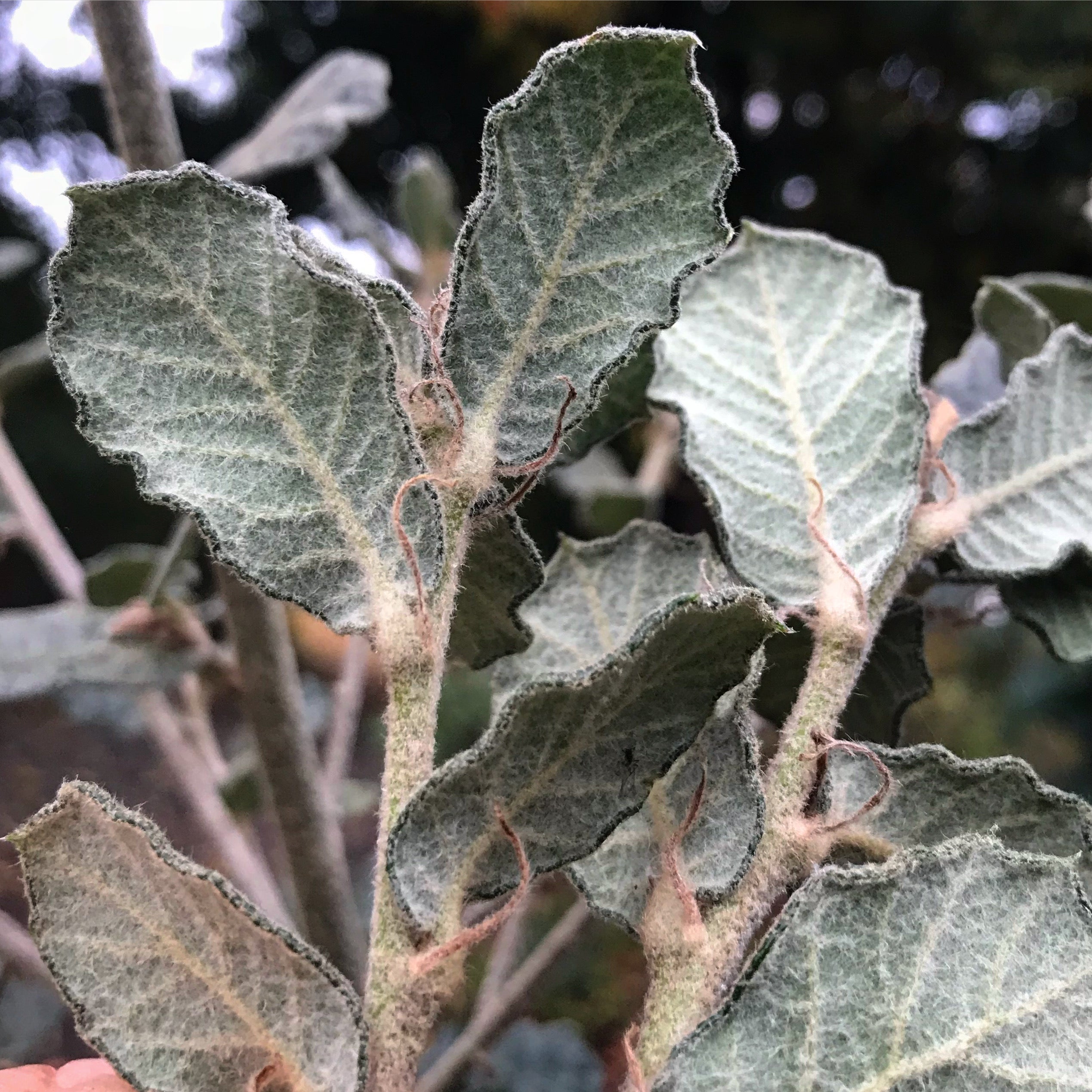 Trees – Cistus Nursery