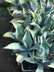 Agave 'Mr Ripple' – Cistus Nursery