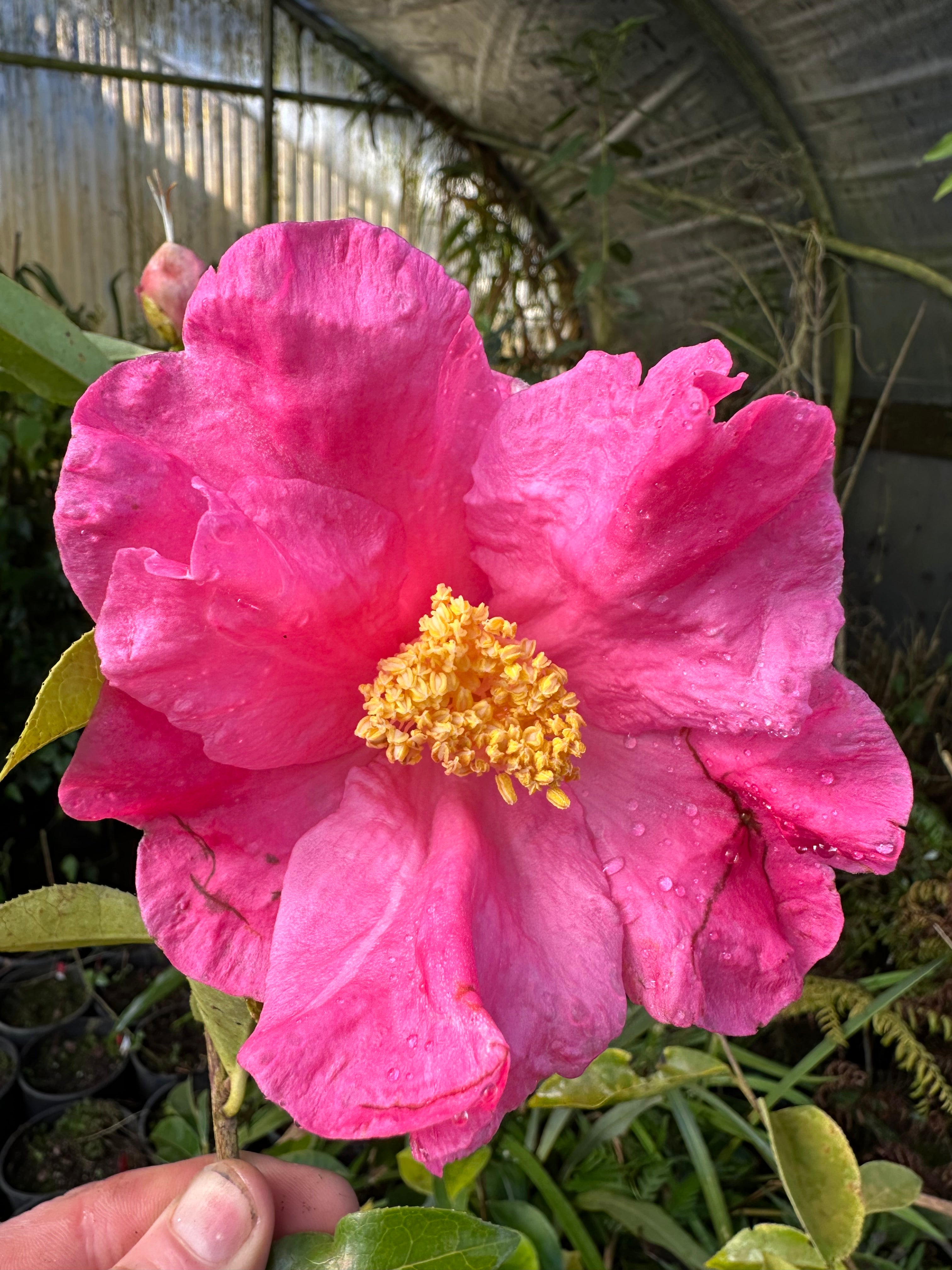 *RETAIL - Camellia reticulata [Wilson/Coos Bay] – Cistus Nursery