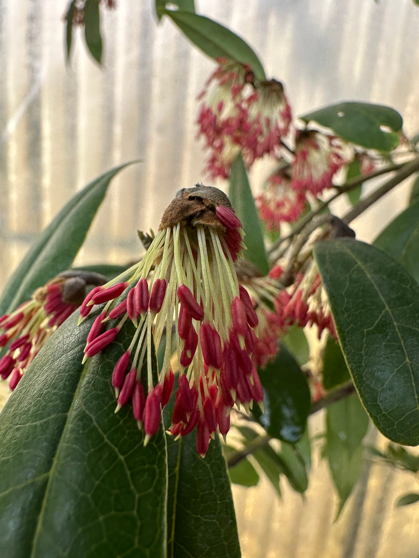 Sycopsis sinensis – Cistus Nursery