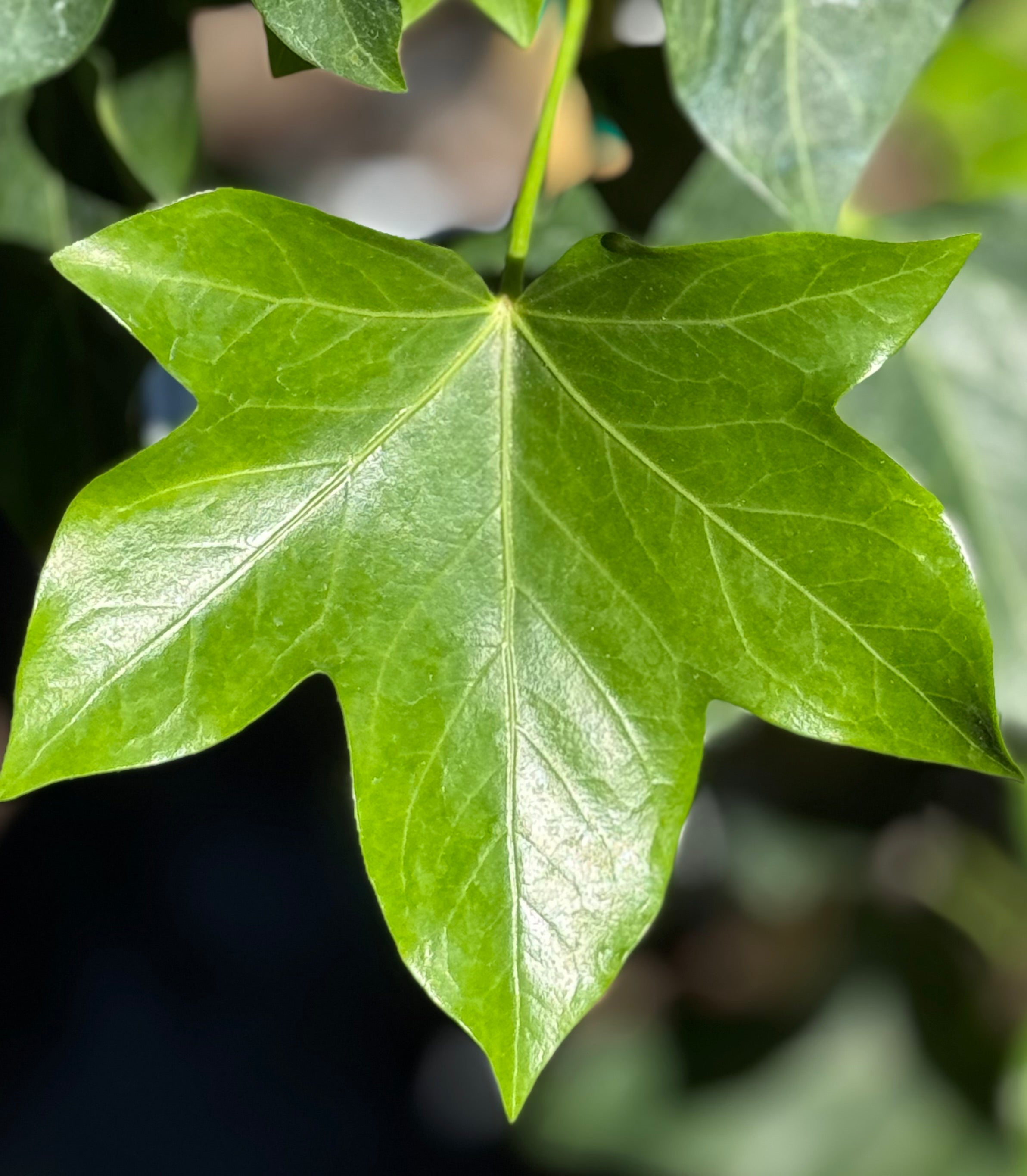 *RETAIL - x Fatshedera lizei – Cistus Nursery