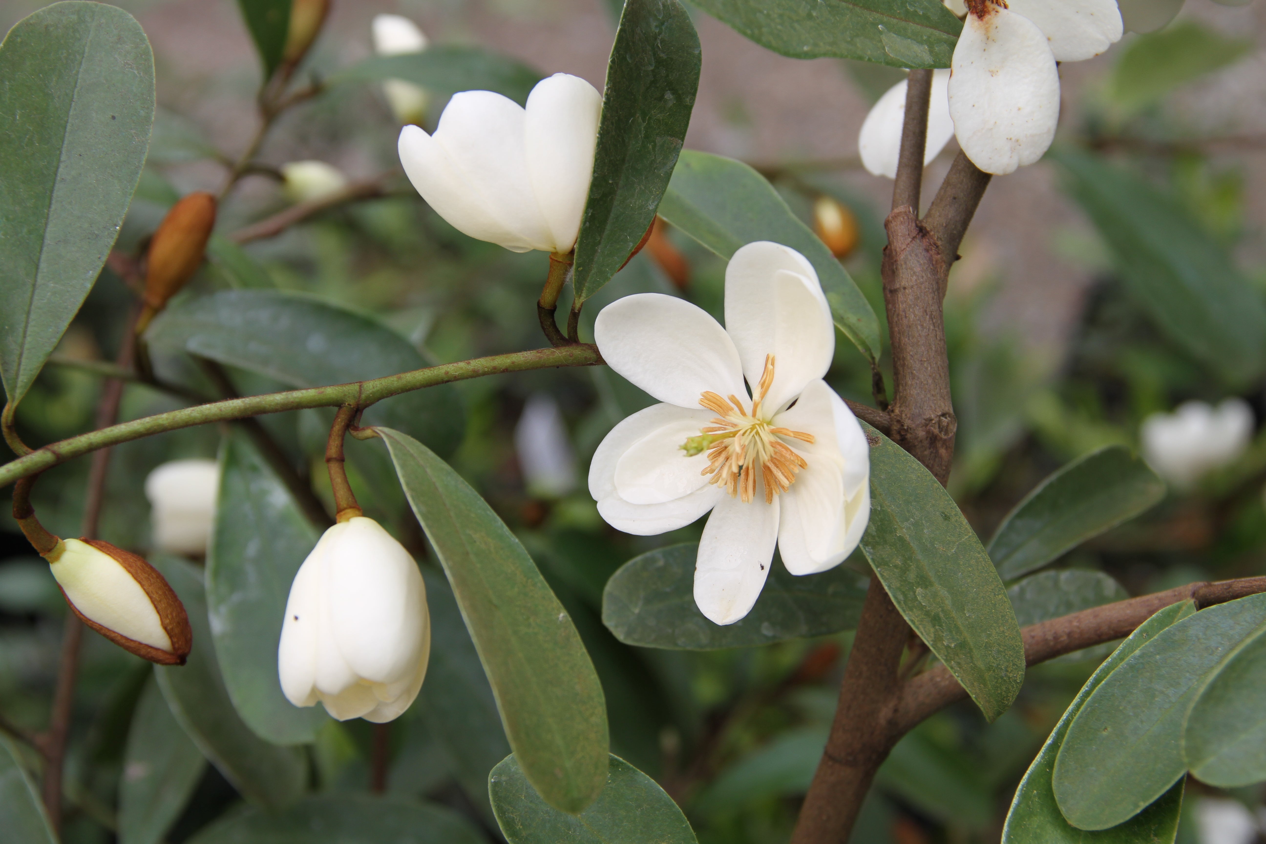 Magnolia laevifolia 'Snowbird' – Cistus Nursery