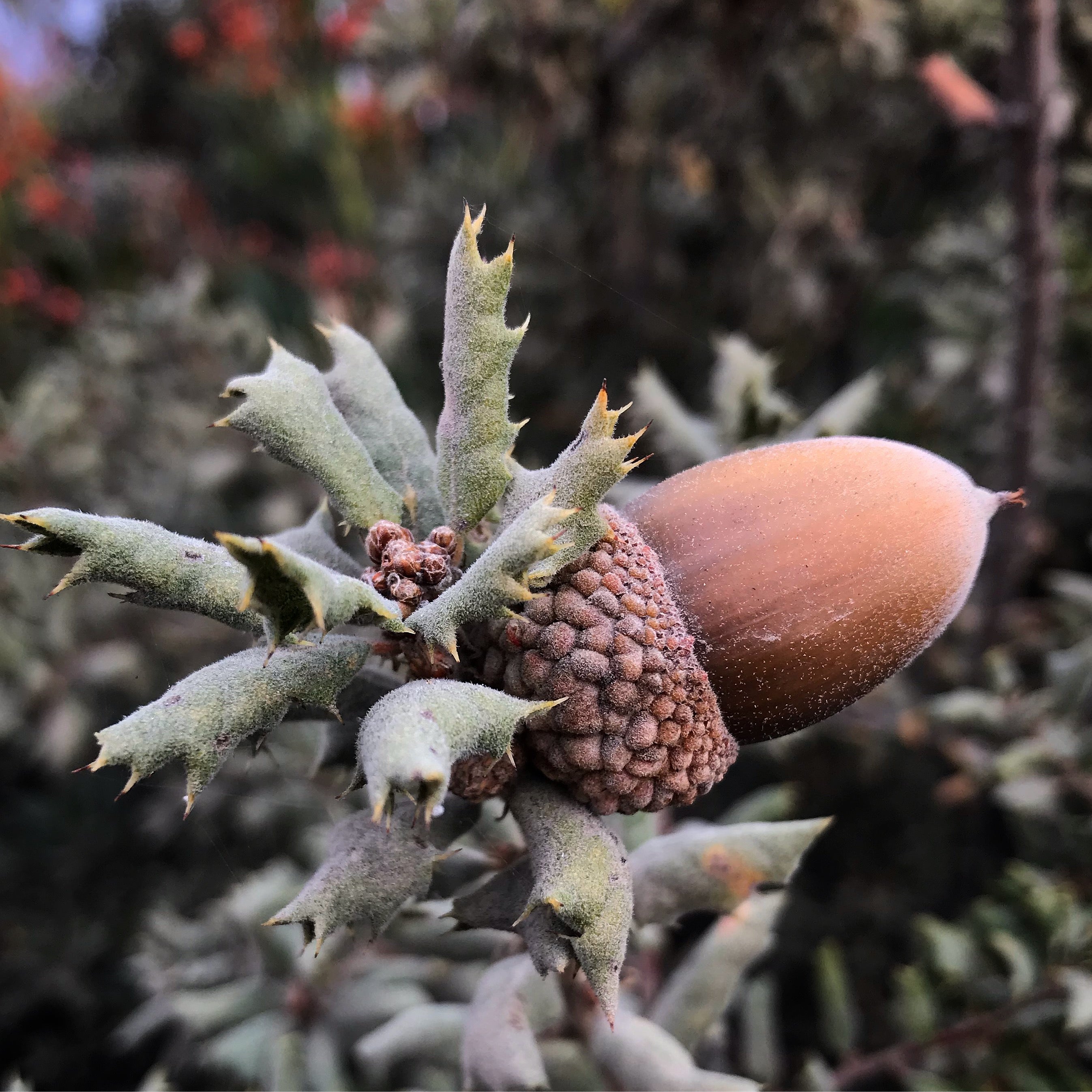 Quercus durata 20.086 – Cistus Nursery