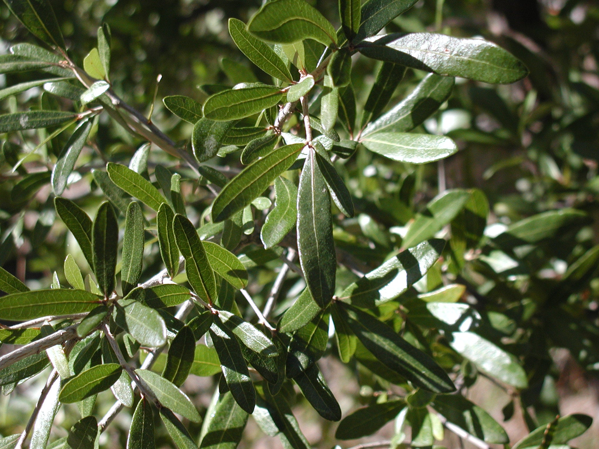 *RETAIL - Quercus fusiformis – Cistus Nursery