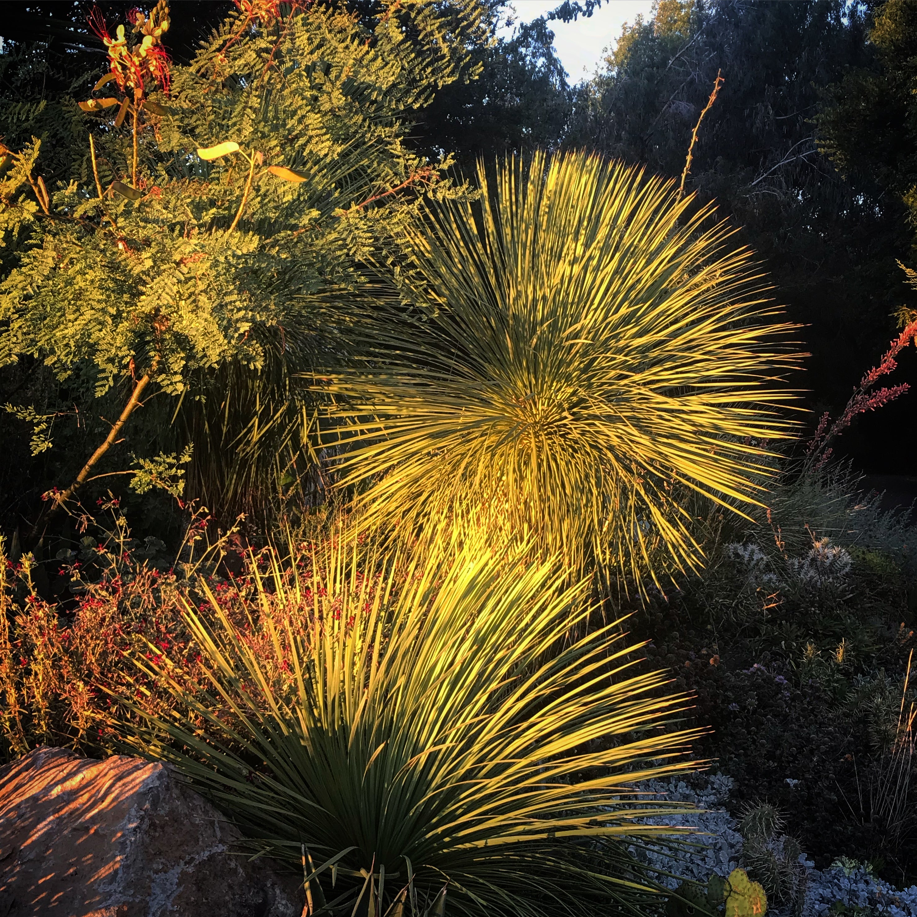 *RETAIL - Yucca linearifolia 'Dusky Blue' – Cistus Nursery