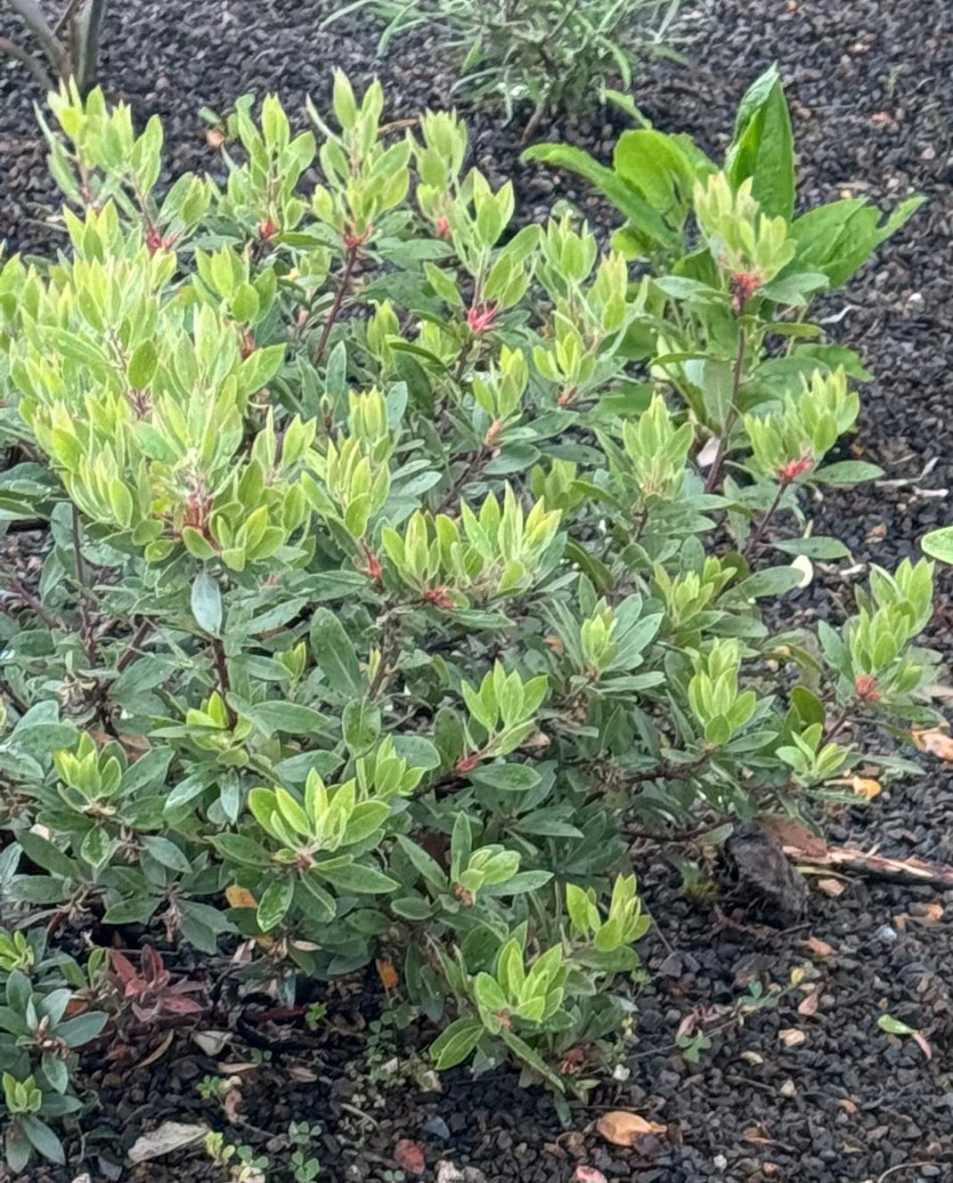 Arctostaphylos 'Pacific Mist' – Cistus Nursery