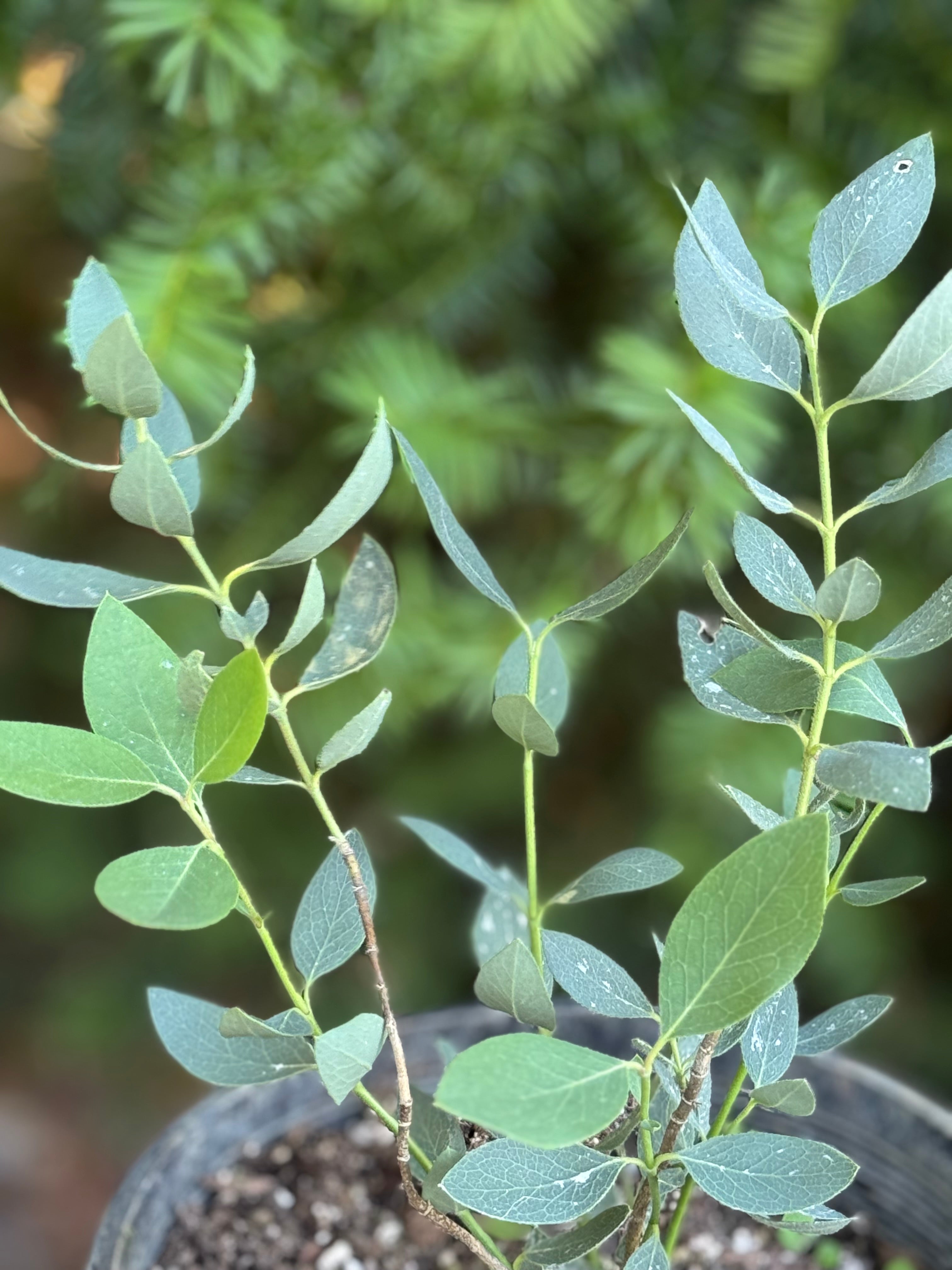 *RETAIL - Garrya sp. [Windy Point Vista] – Cistus Nursery
