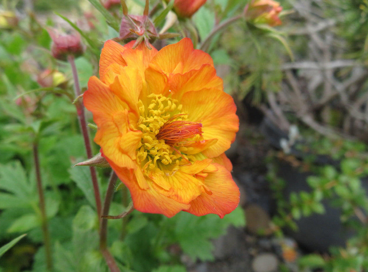 *RETAIL - Geum 'Mango Lassi' – Cistus Nursery