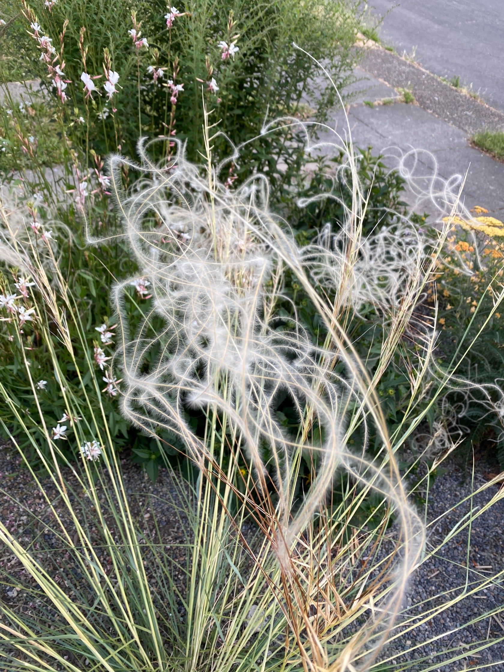 Stipa barbata – Cistus Nursery