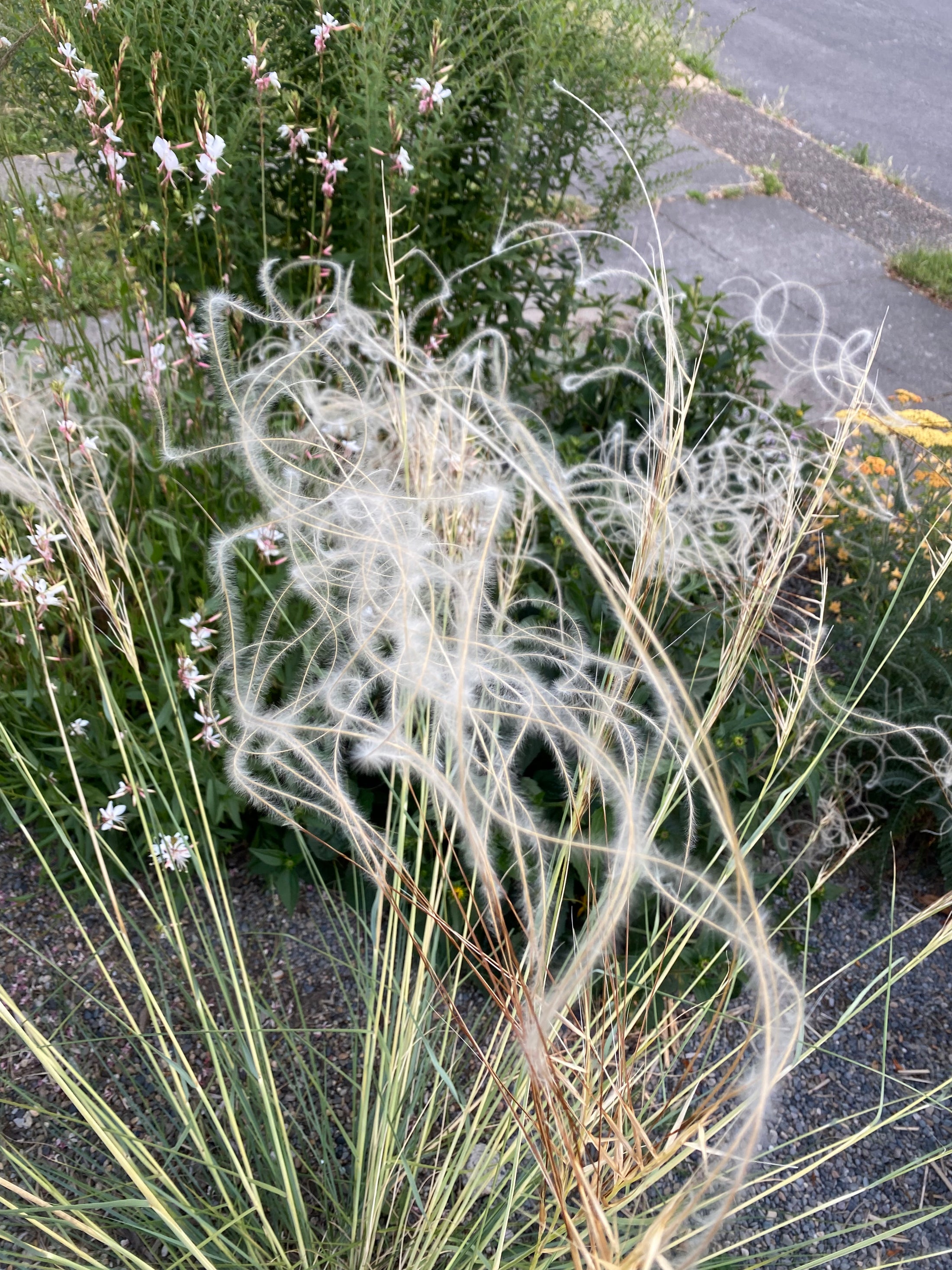 Stipa barbata – Cistus Nursery