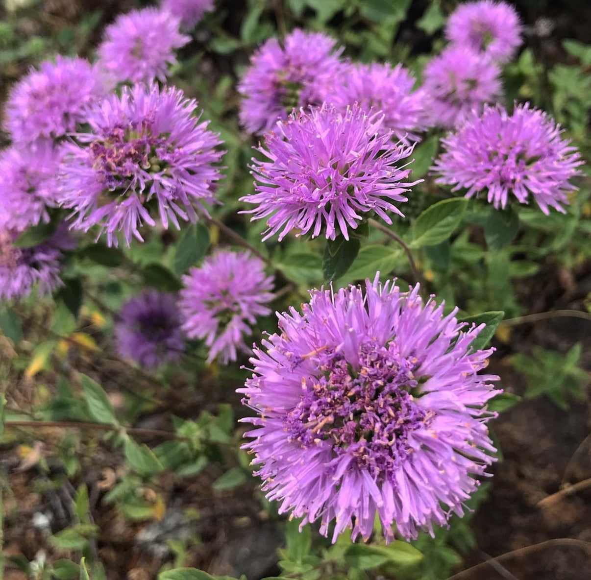 *RETAIL - Monardella villosa – Cistus Nursery