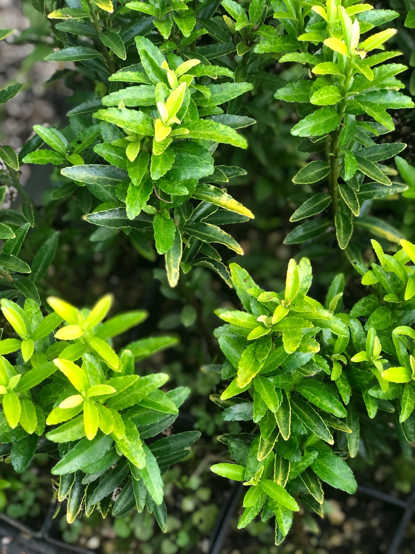 *RETAIL - Euonymus japonicus microphylla 'Butterscotch' – Cistus Nursery