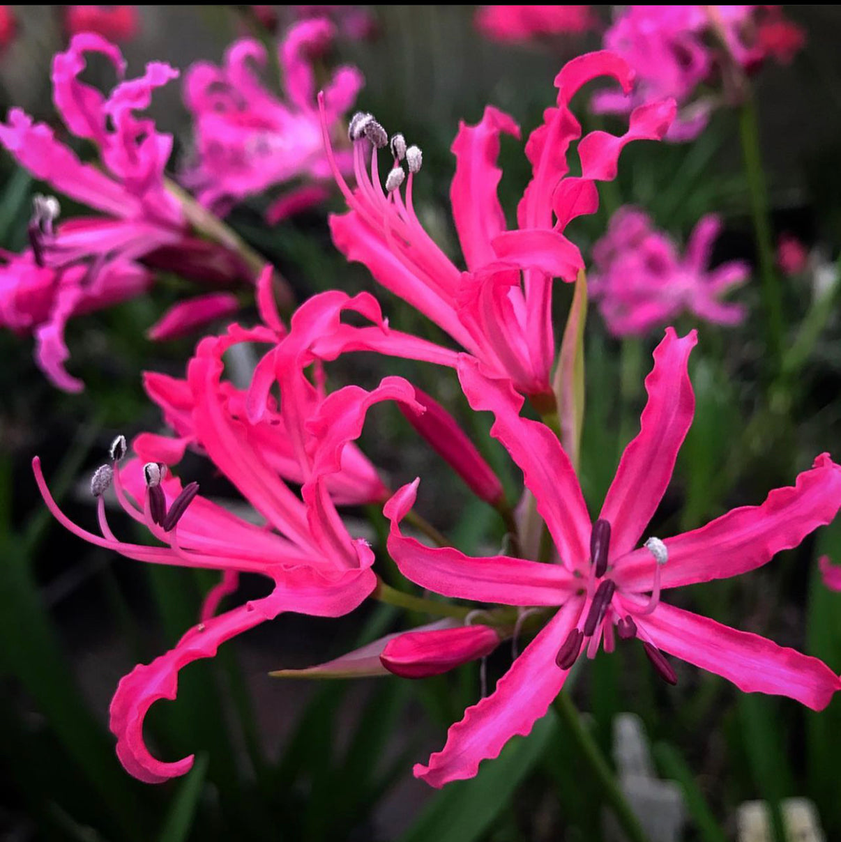 Nerine humilis - deep pink – Cistus Nursery