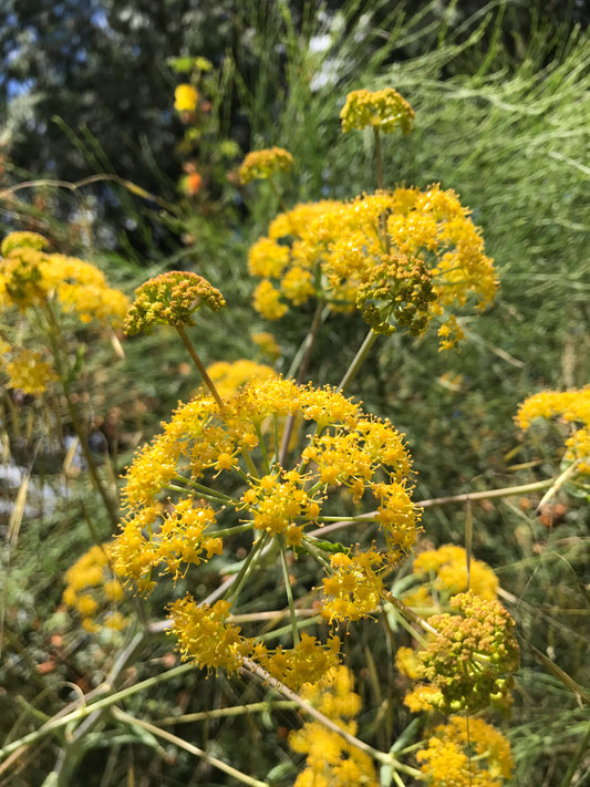 Cistus Retail Nursery Plants – Page 22 – Cistus Nursery