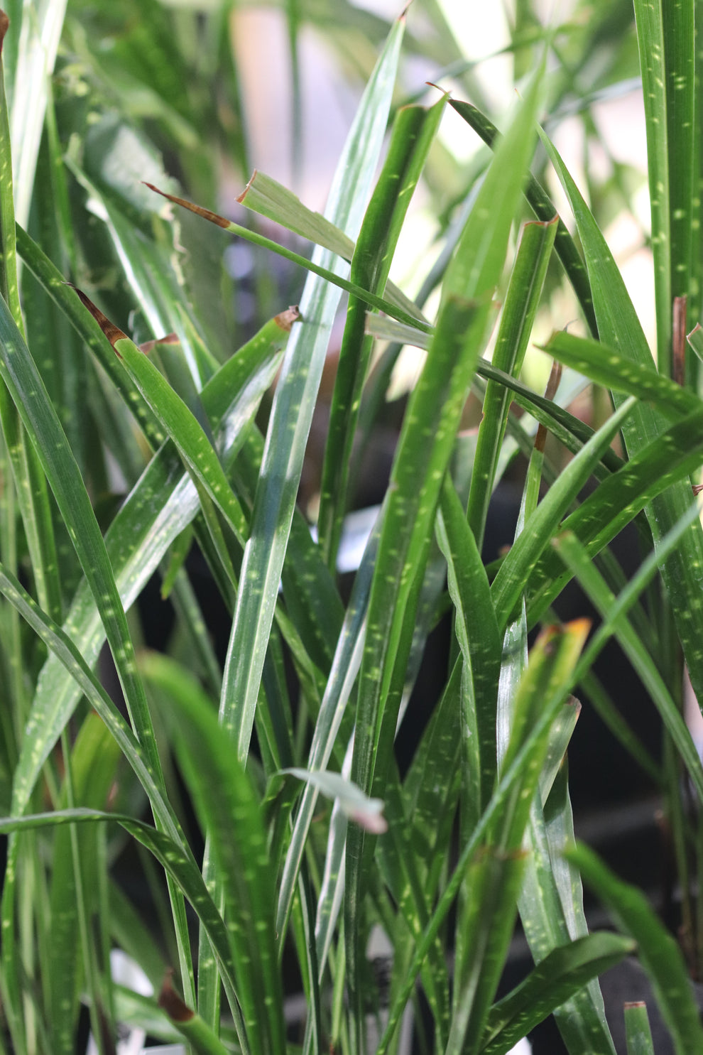 Aspidistra minutiflora 'Spangled Ribbons' – Cistus Nursery