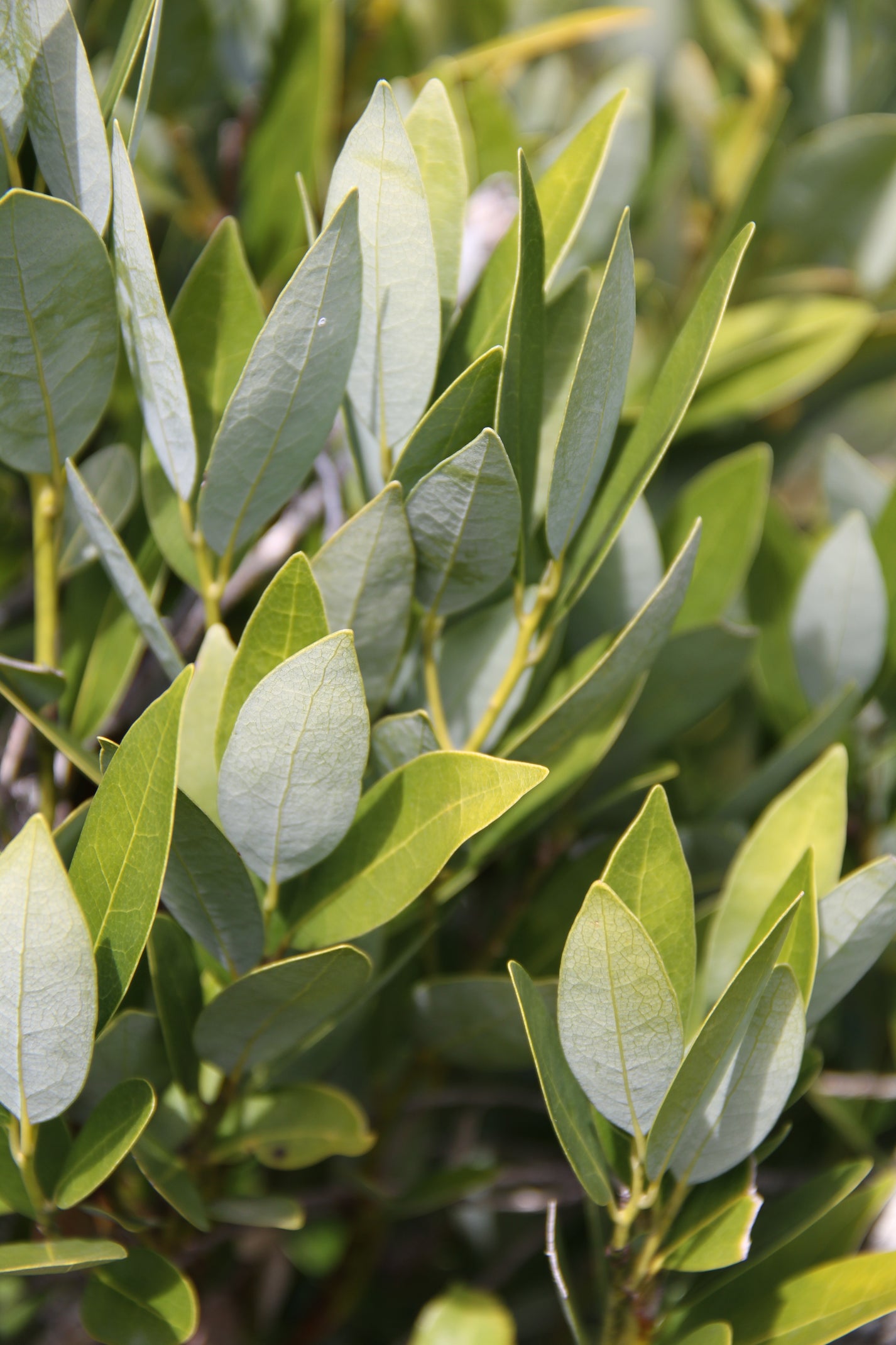 Laurus nobilis 'Aurea' – Cistus Nursery