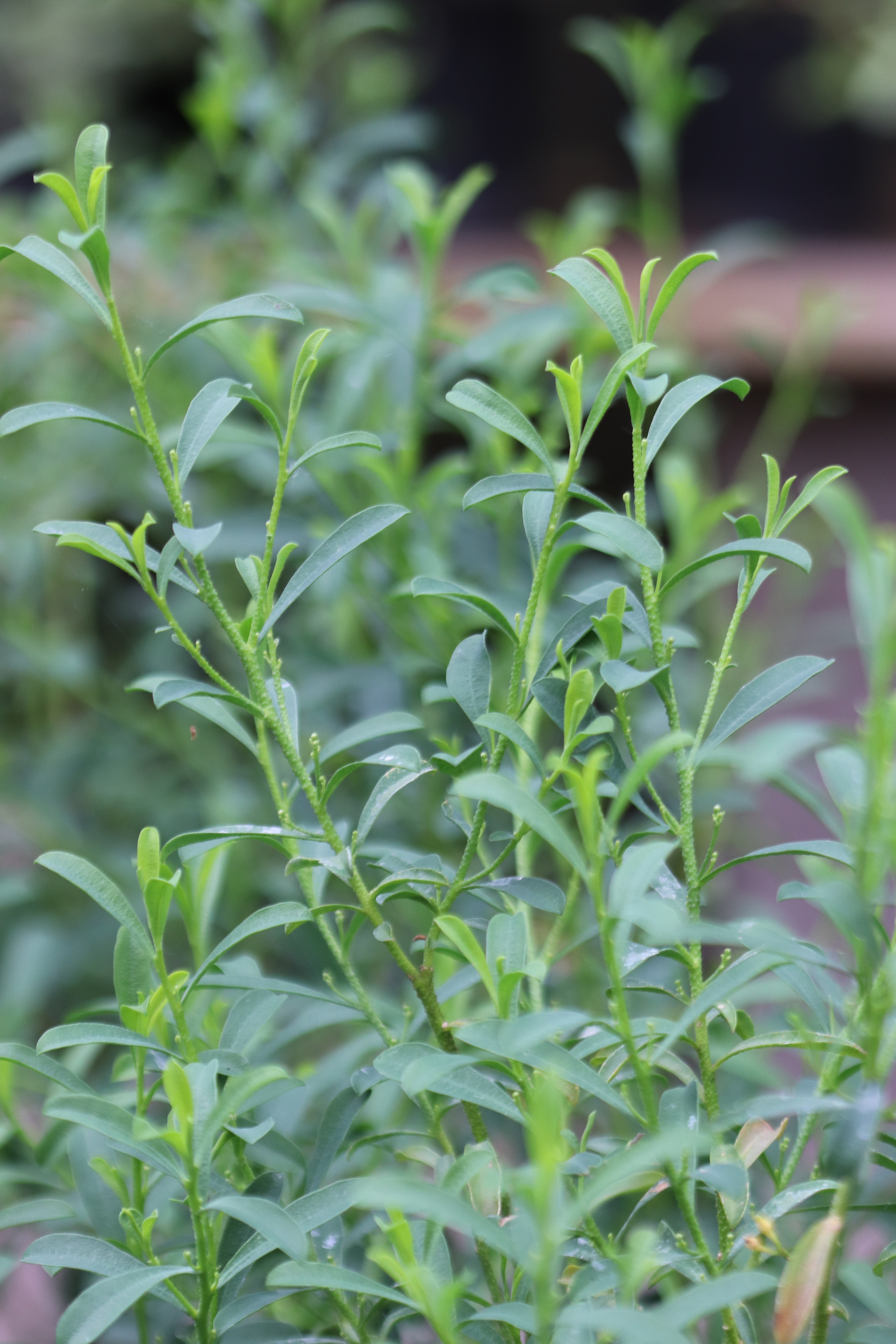 *RETAIL - Philotheca myoporoides 'Profusion' – Cistus Nursery