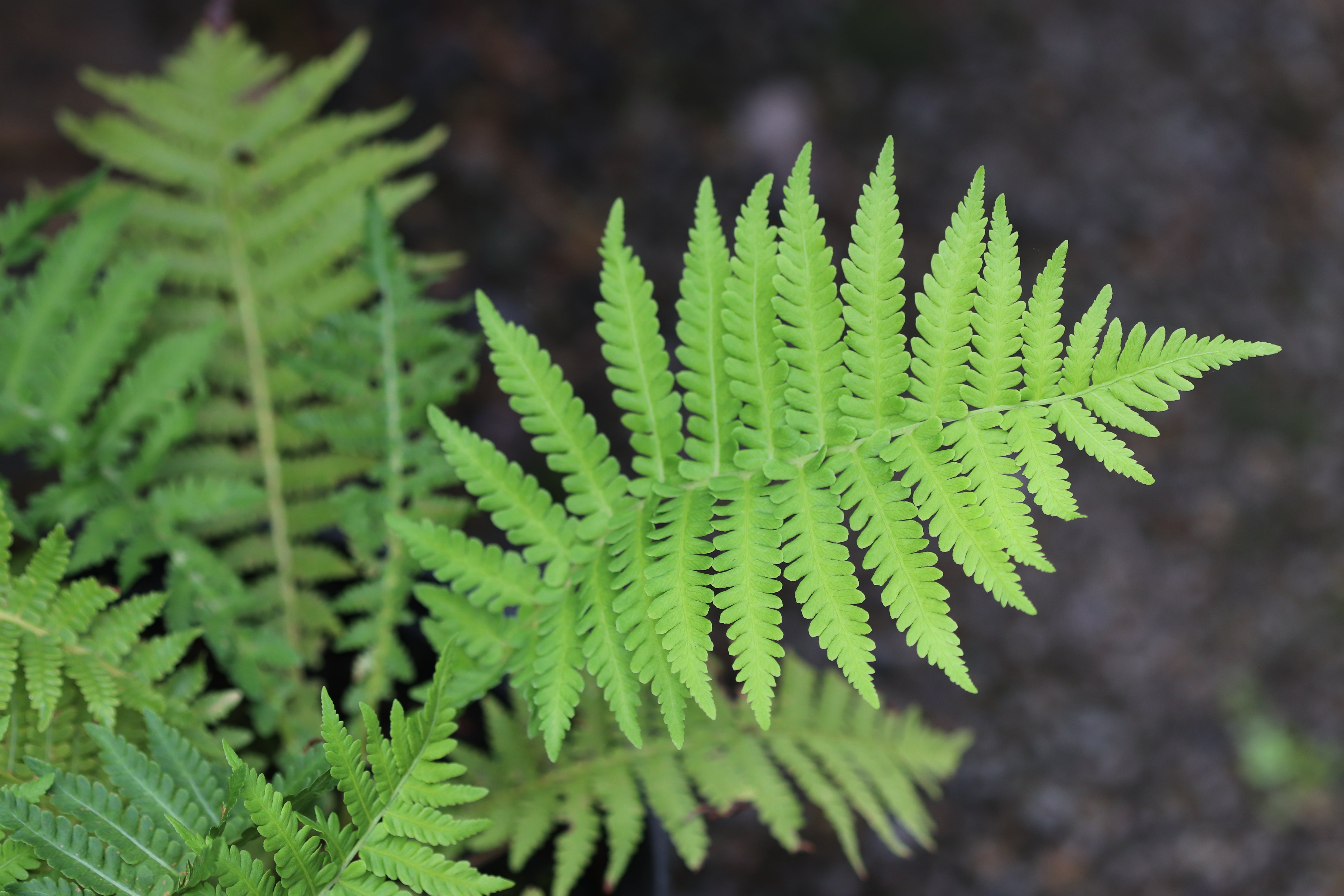 *RETAIL - Matteuccia struthiopteris 'The King' – Cistus Nursery