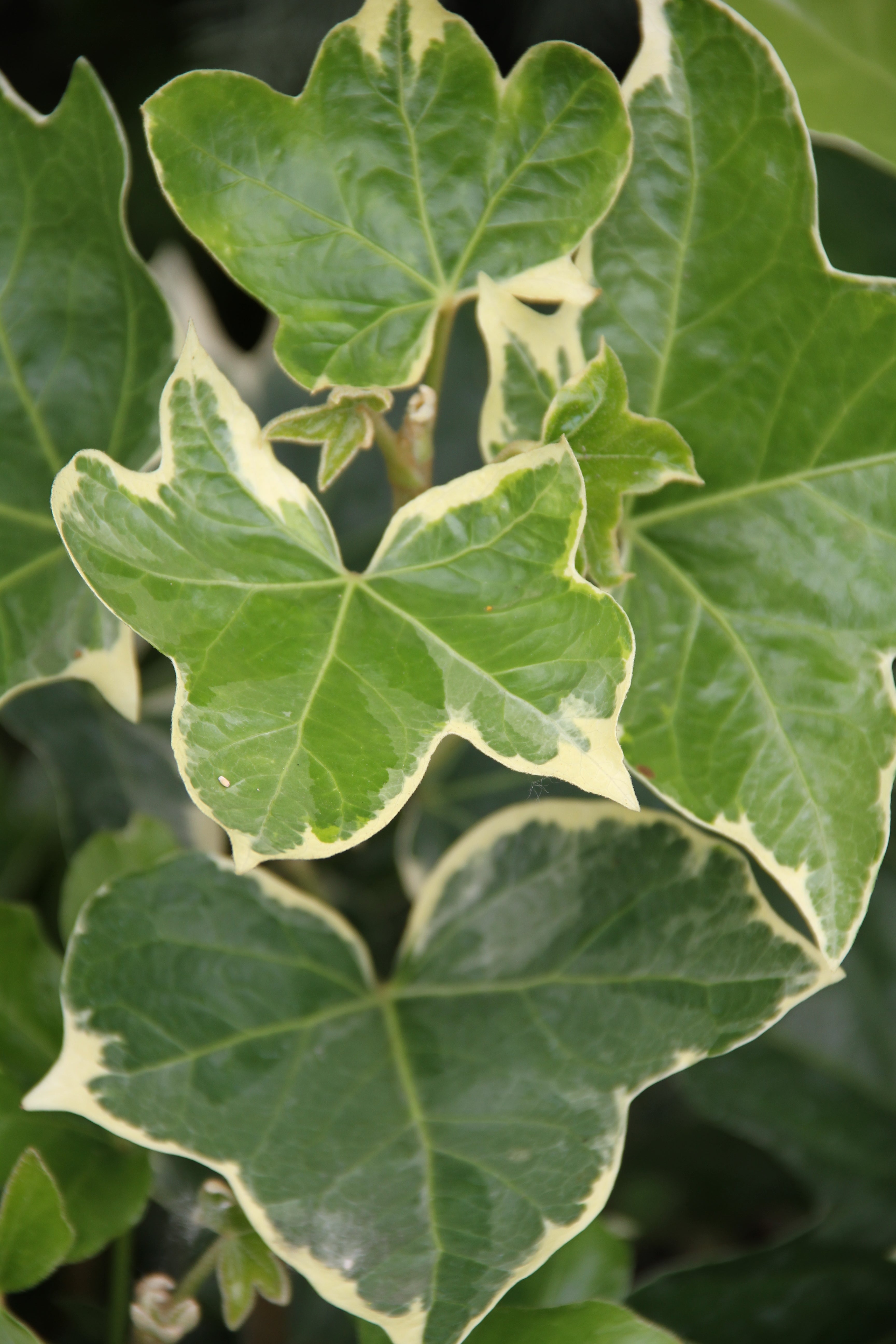 *RETAIL - x Fatshedera lizei 'Variegata' – Cistus Nursery
