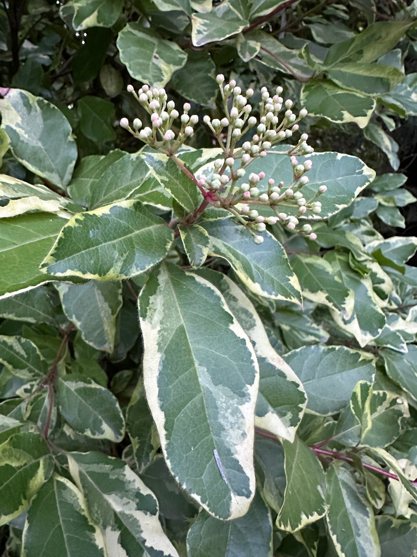 Viburnum tinus 'Bewley's Variegated' – Cistus Nursery