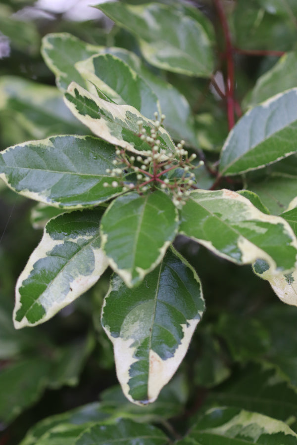 Viburnum tinus 'Bewley's Variegated' – Cistus Nursery