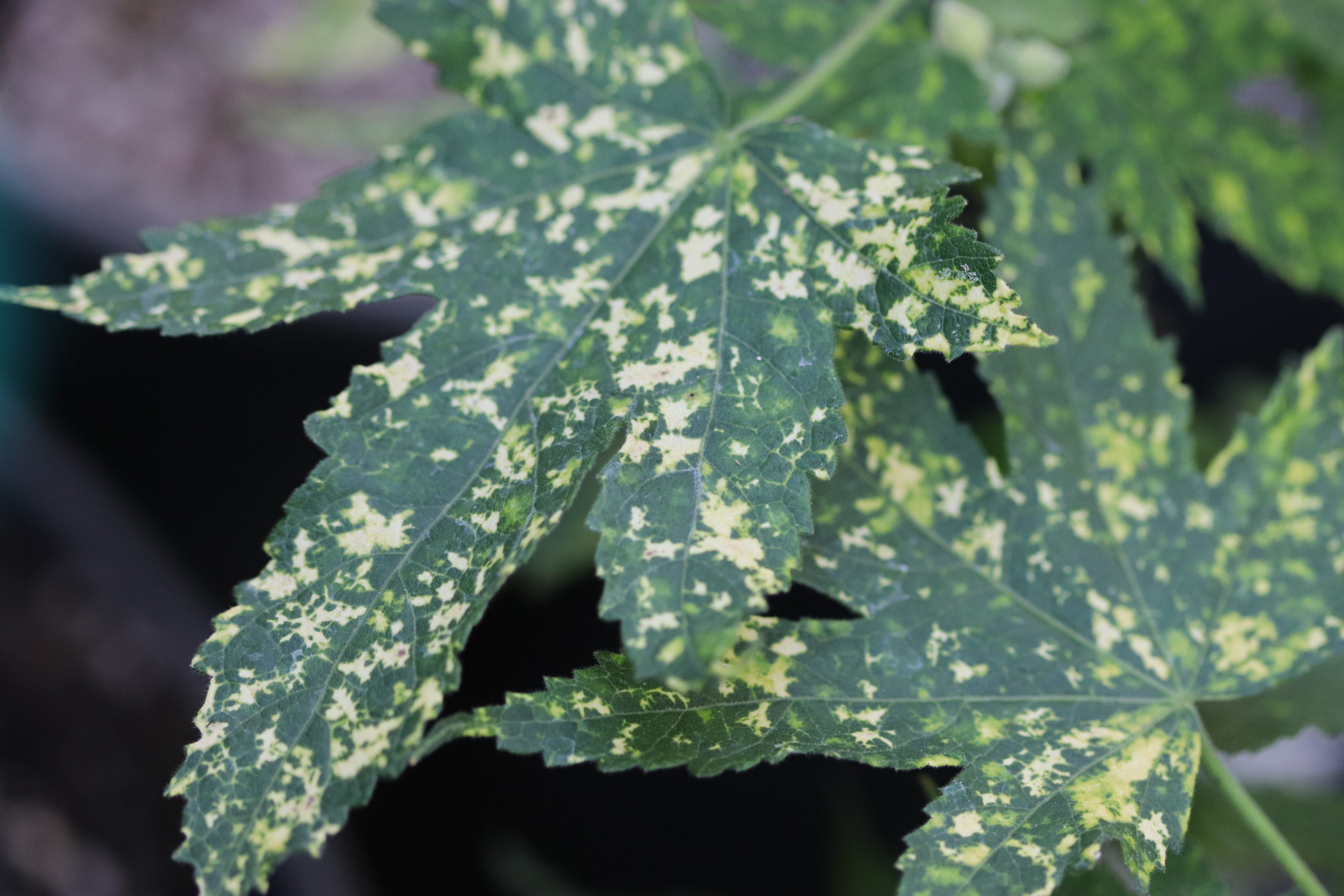 *RETAIL - Abutilon 'Bill's Variegated Salmon – Cistus Nursery
