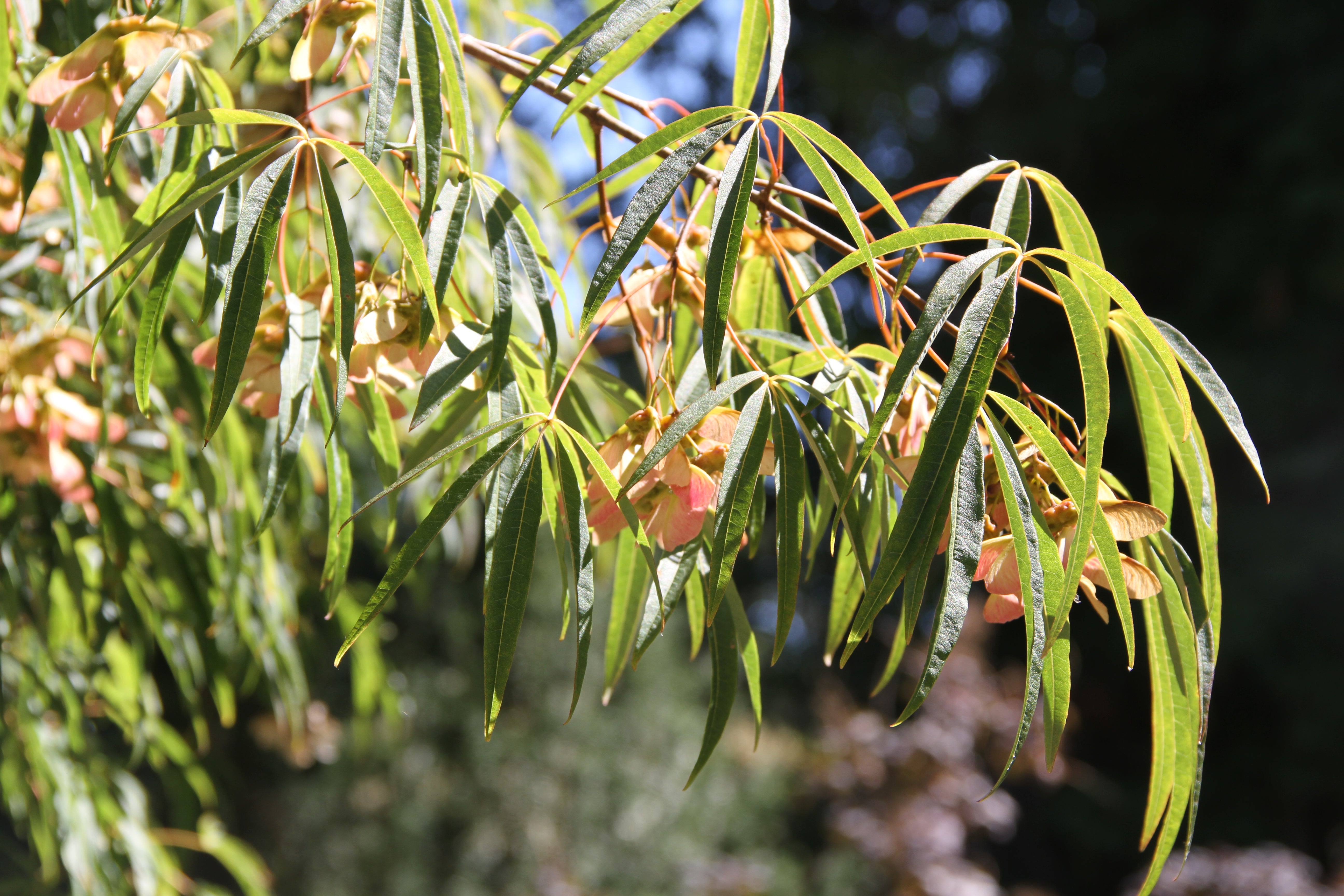 Acer pentaphyllum - MO or retail? – Cistus Nursery