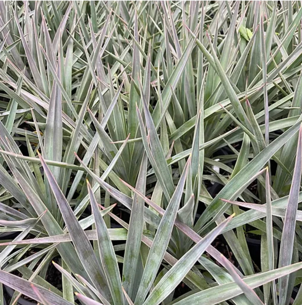 *RETAIL - Yucca aloifolia 'Magenta Magic' – Cistus Nursery