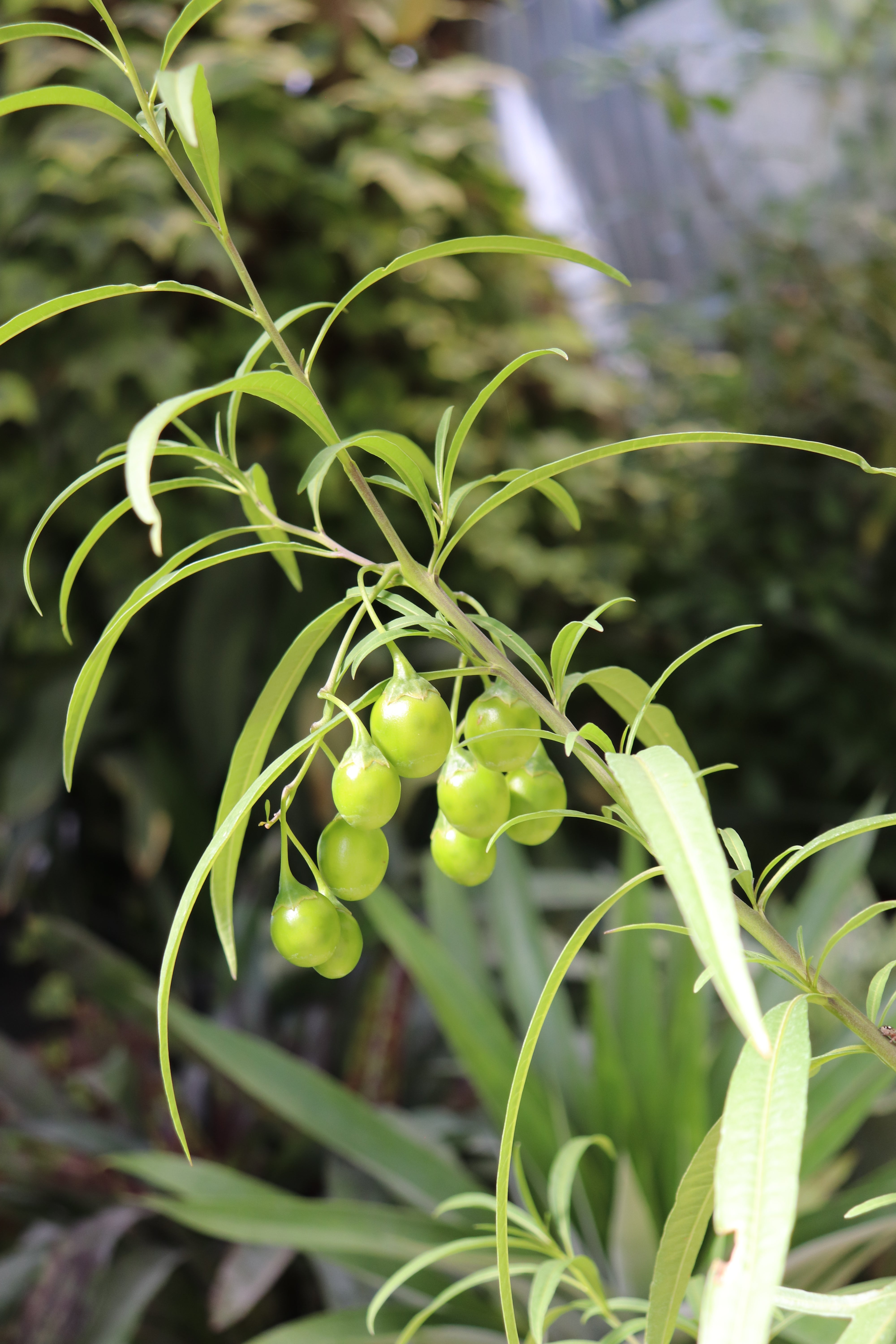 Solanum linearifolium [selected hardier strain] – Cistus Nursery