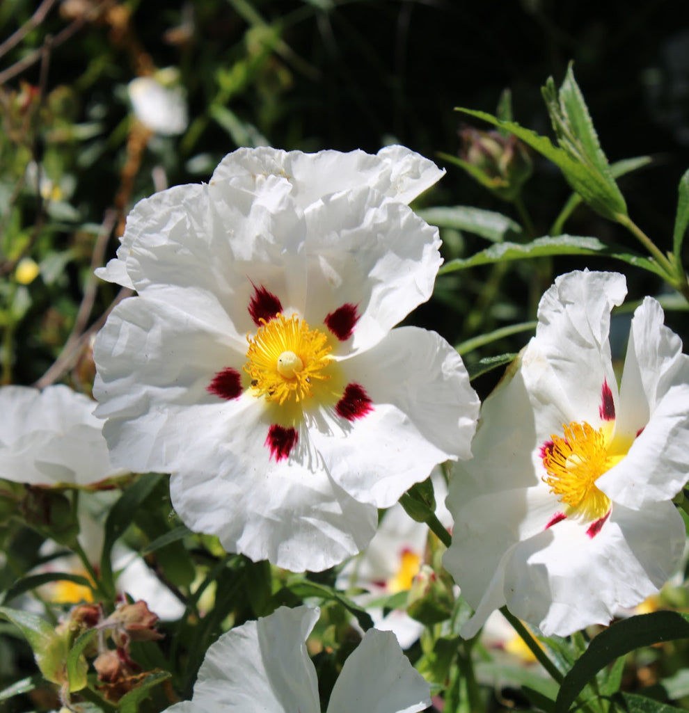Cistus x purpureus 'Alan Fradd' – Cistus Nursery