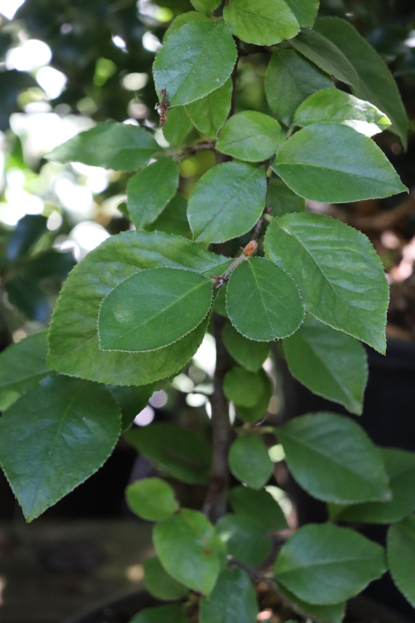 *RETAIL - Pseudocydonia sinensis – Cistus Nursery