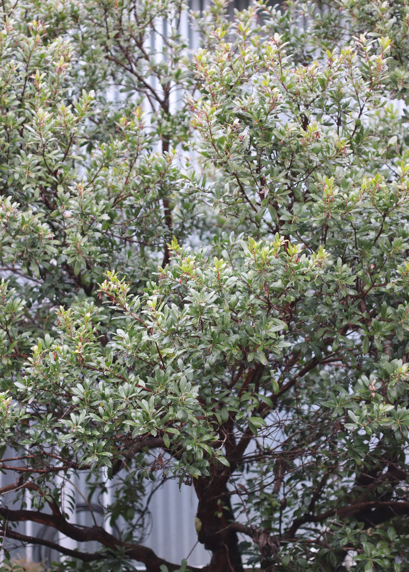 *RETAIL - Arbutus unedo 'Compacta' – Cistus Nursery