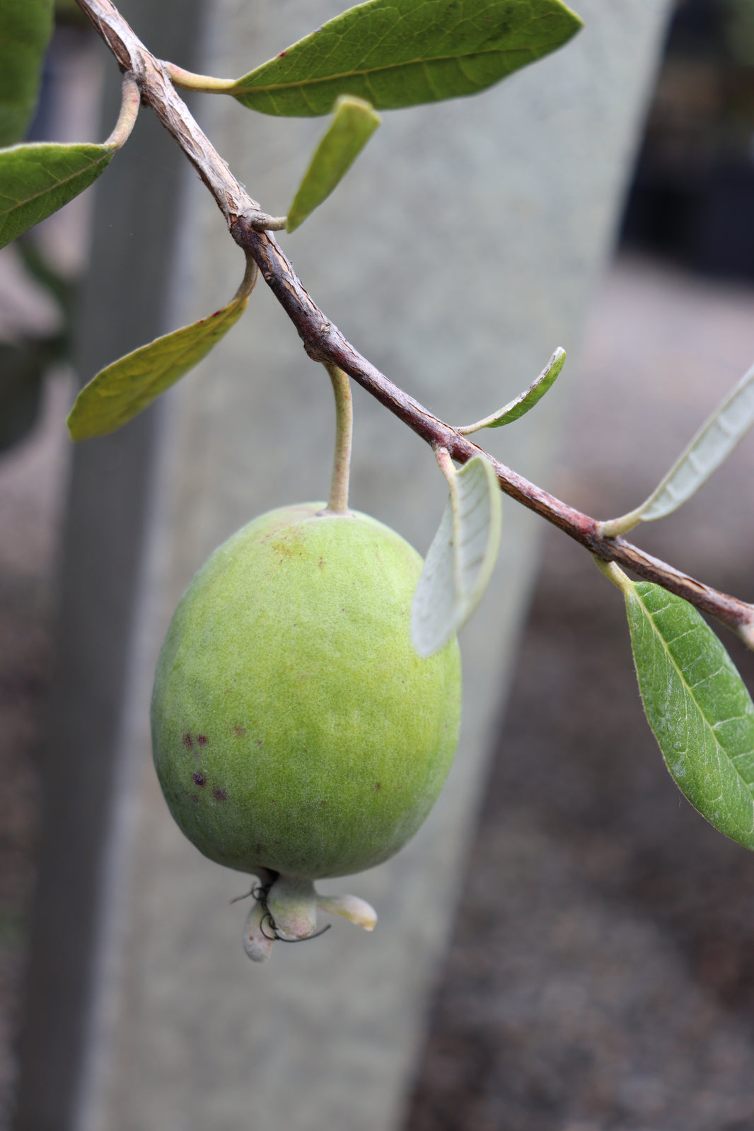 Trees – Cistus Nursery