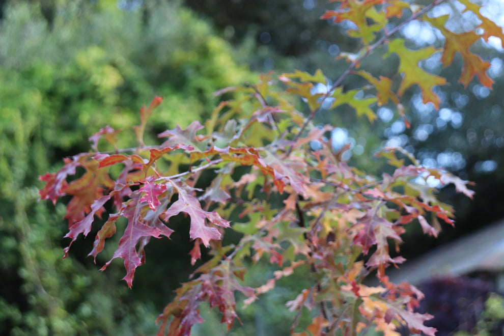 Quercus gravesii – Cistus Nursery