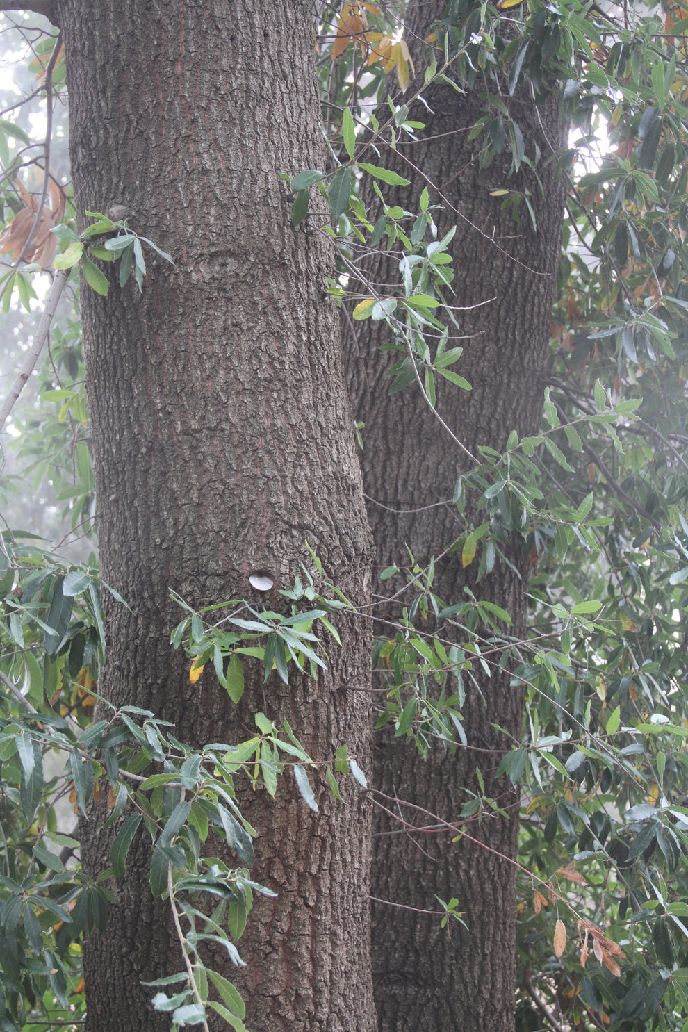 Quercus mexicana – Cistus Nursery