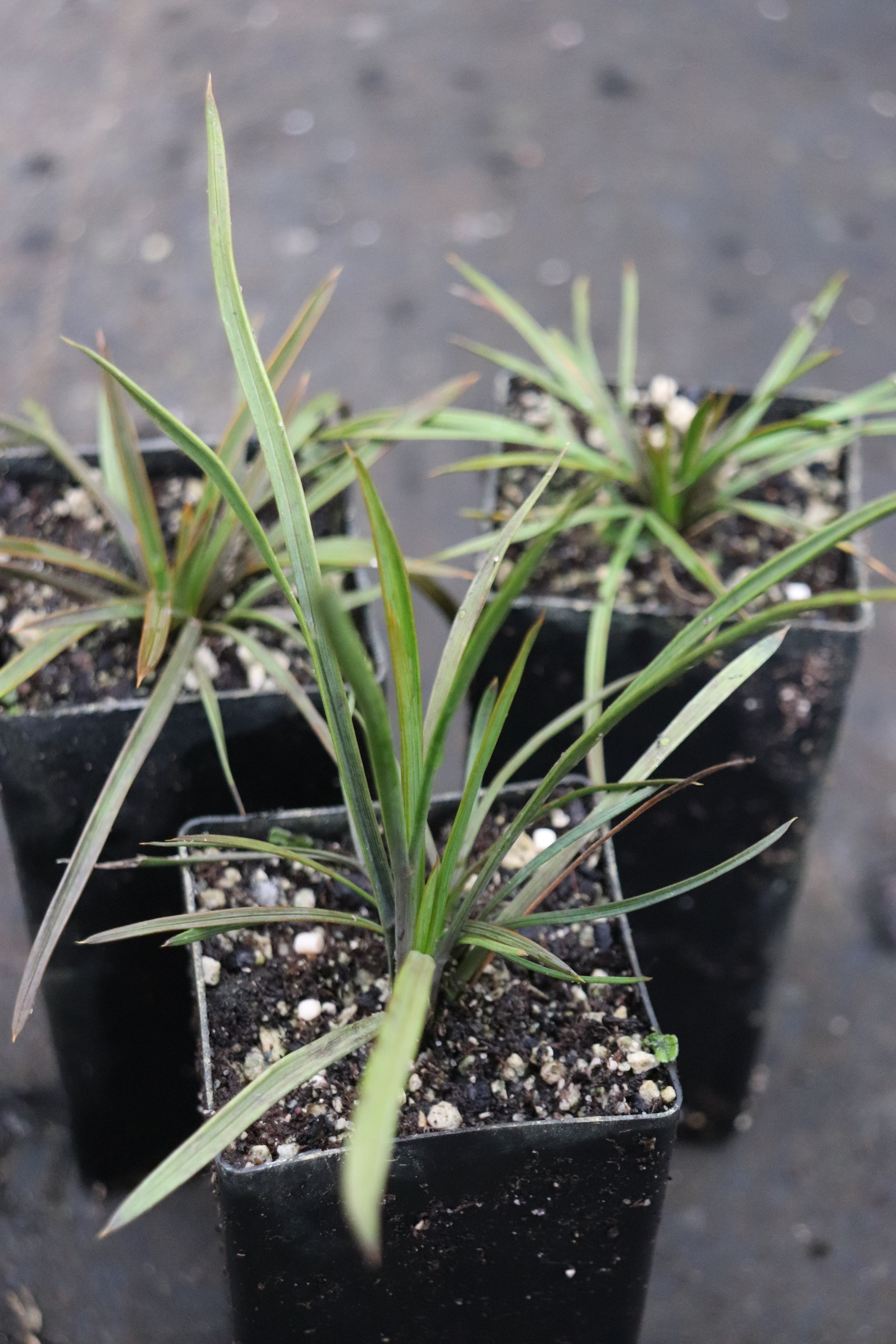 Aciphylla aurea [Pisa Range] – Cistus Nursery