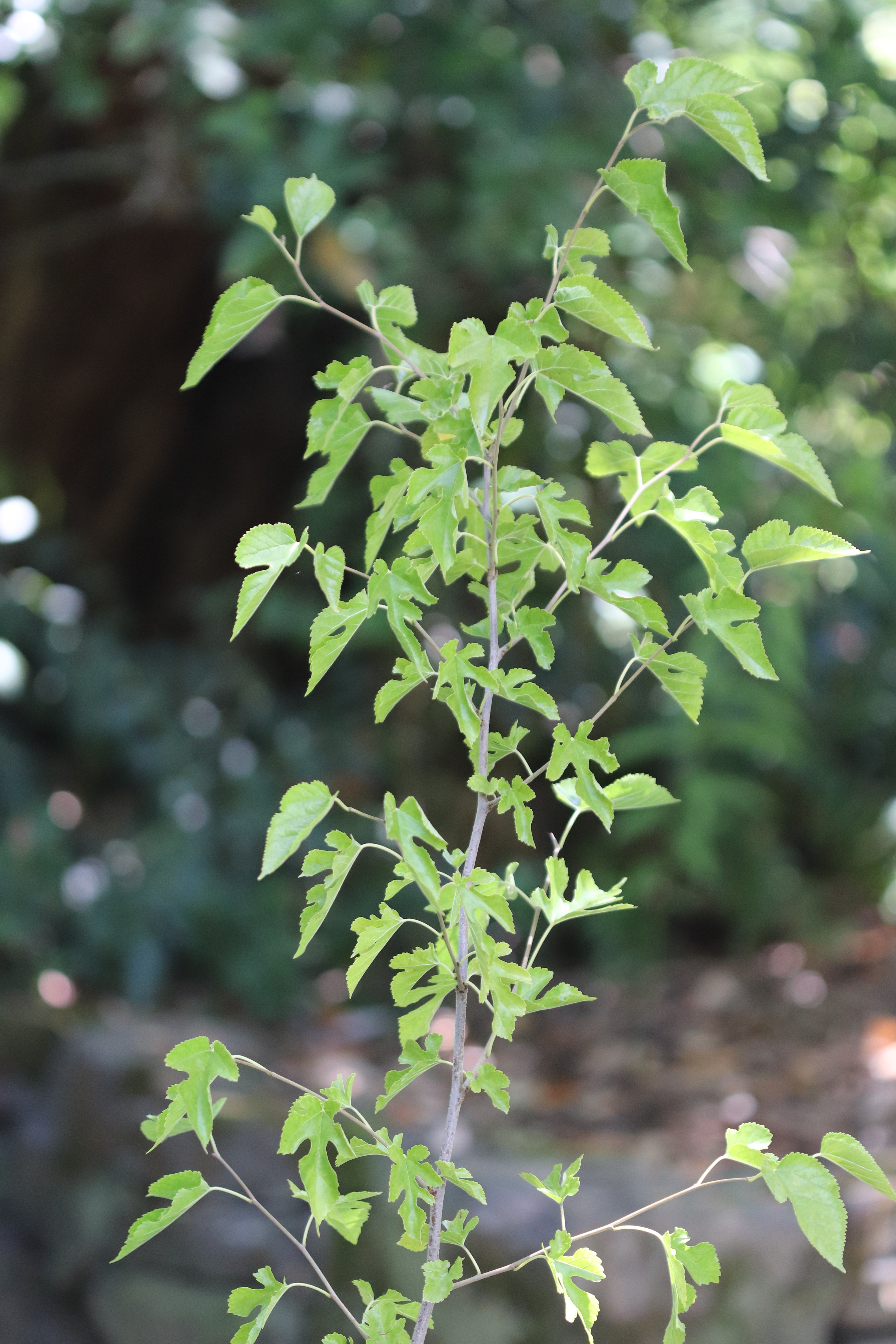 *RETAIL - Morus alba 'Doug's Dwarf' – Cistus Nursery