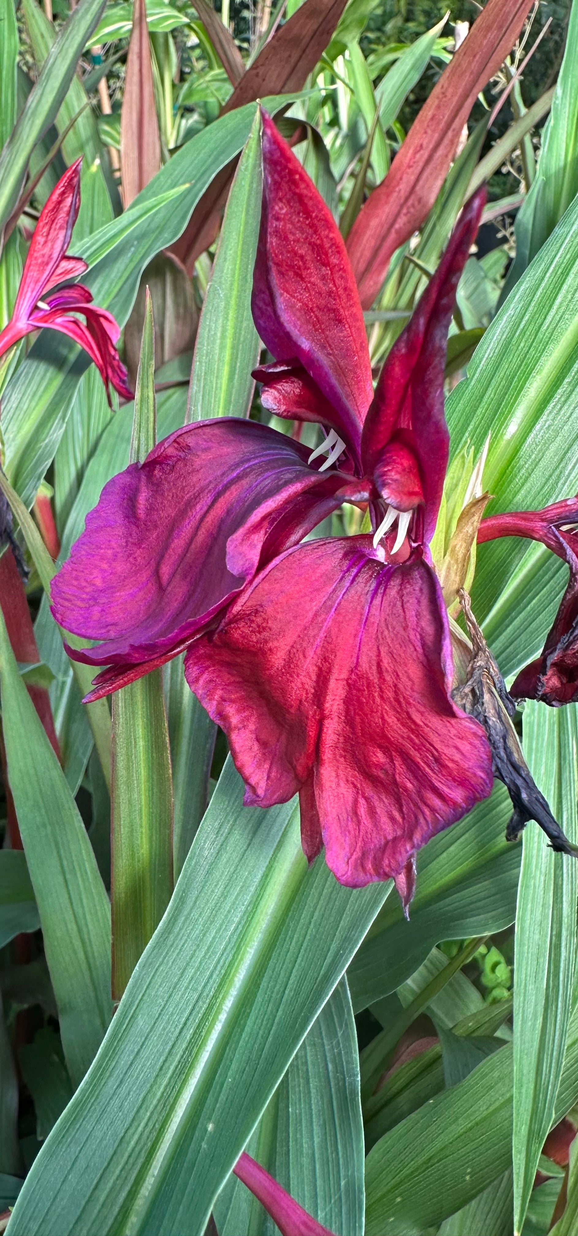 Roscoea [orange/red] – Cistus Nursery