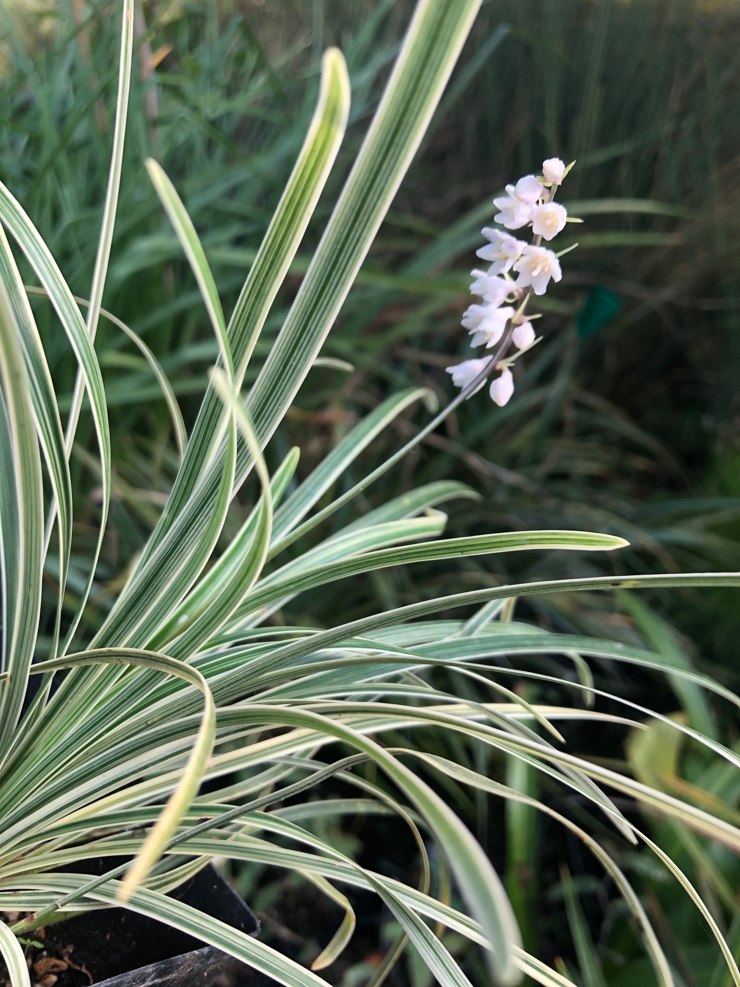 Ophiopogon planiscapus 'Way Good Variegated' – Cistus Nursery