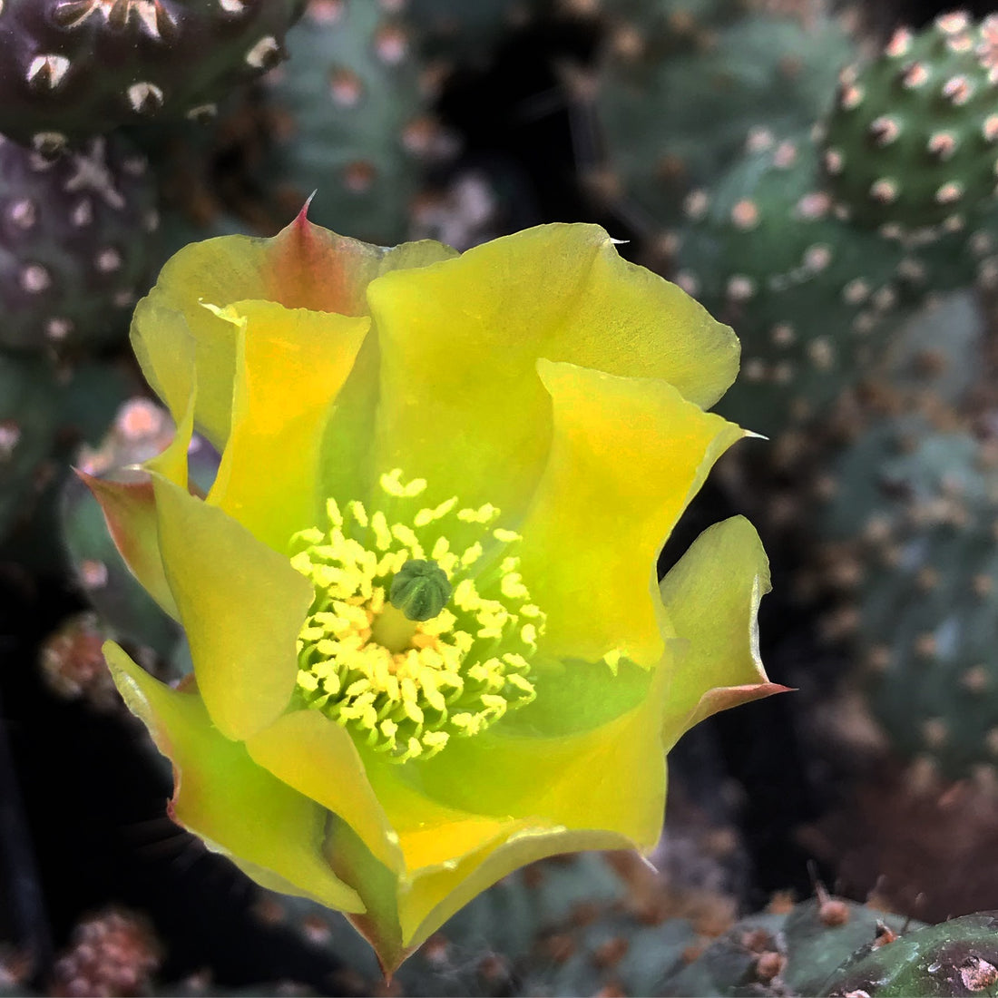 Opuntia fragilis var. denudata 'Potato' – Cistus Nursery